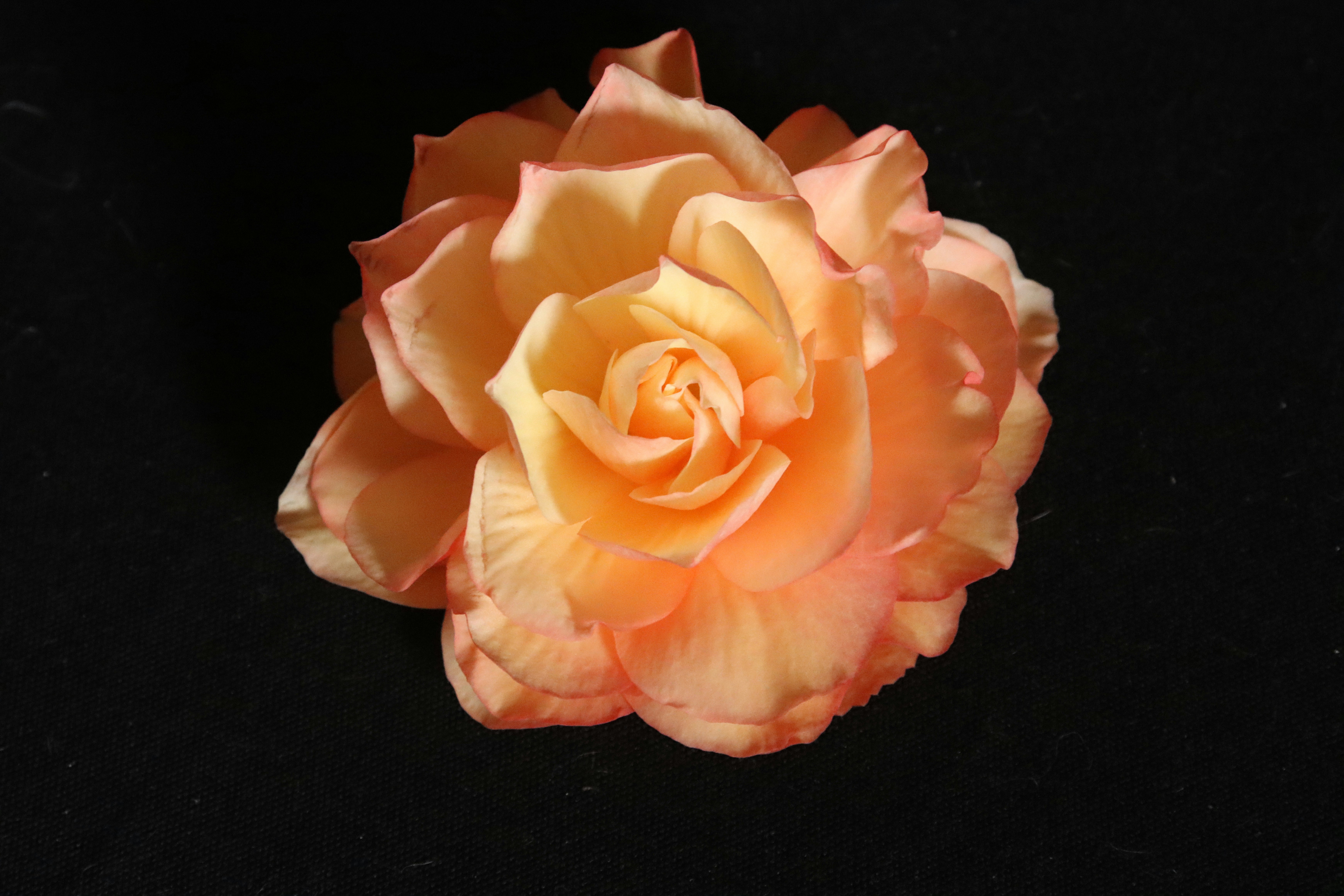 Photo by Brian Cockley with Canon EOS 90D