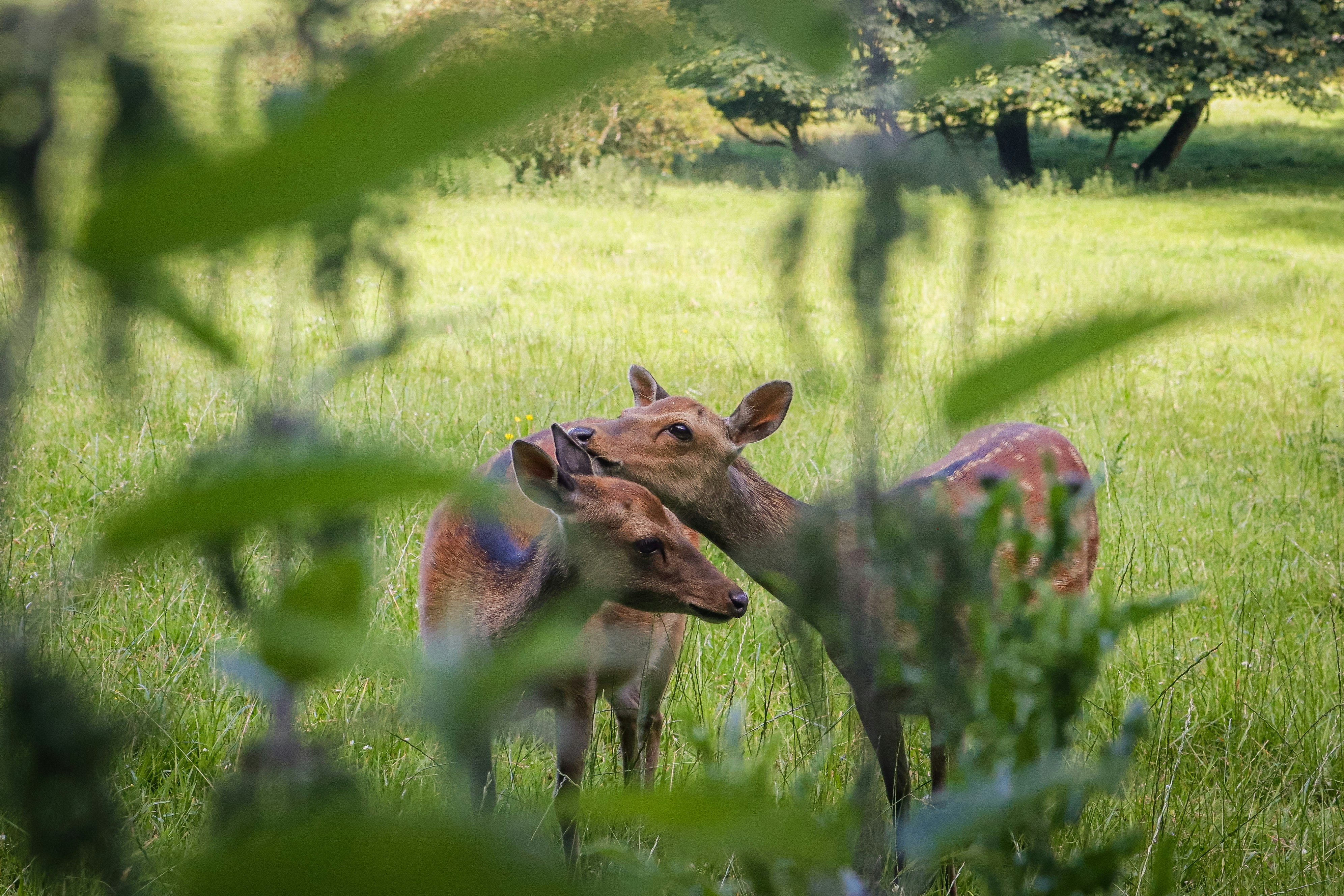Hidden Meadow Encounter: Doe and Fawn in Dappled Light
