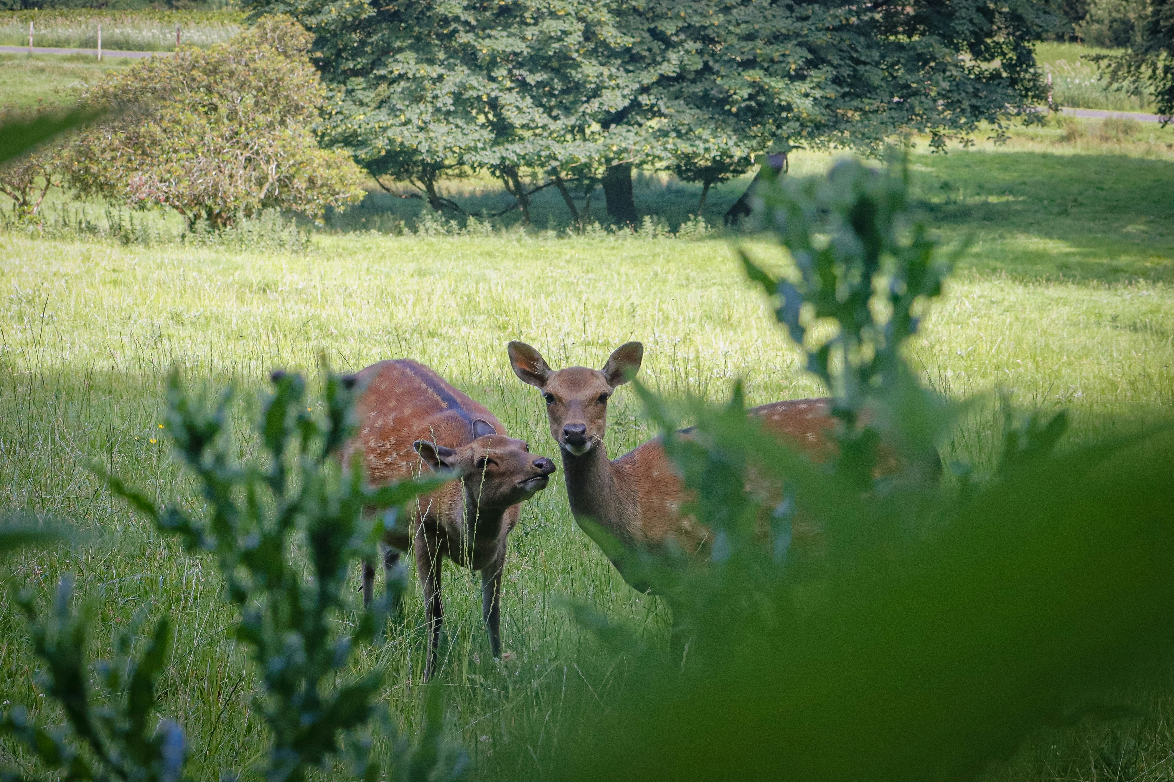Two deer standing in a green field with trees.