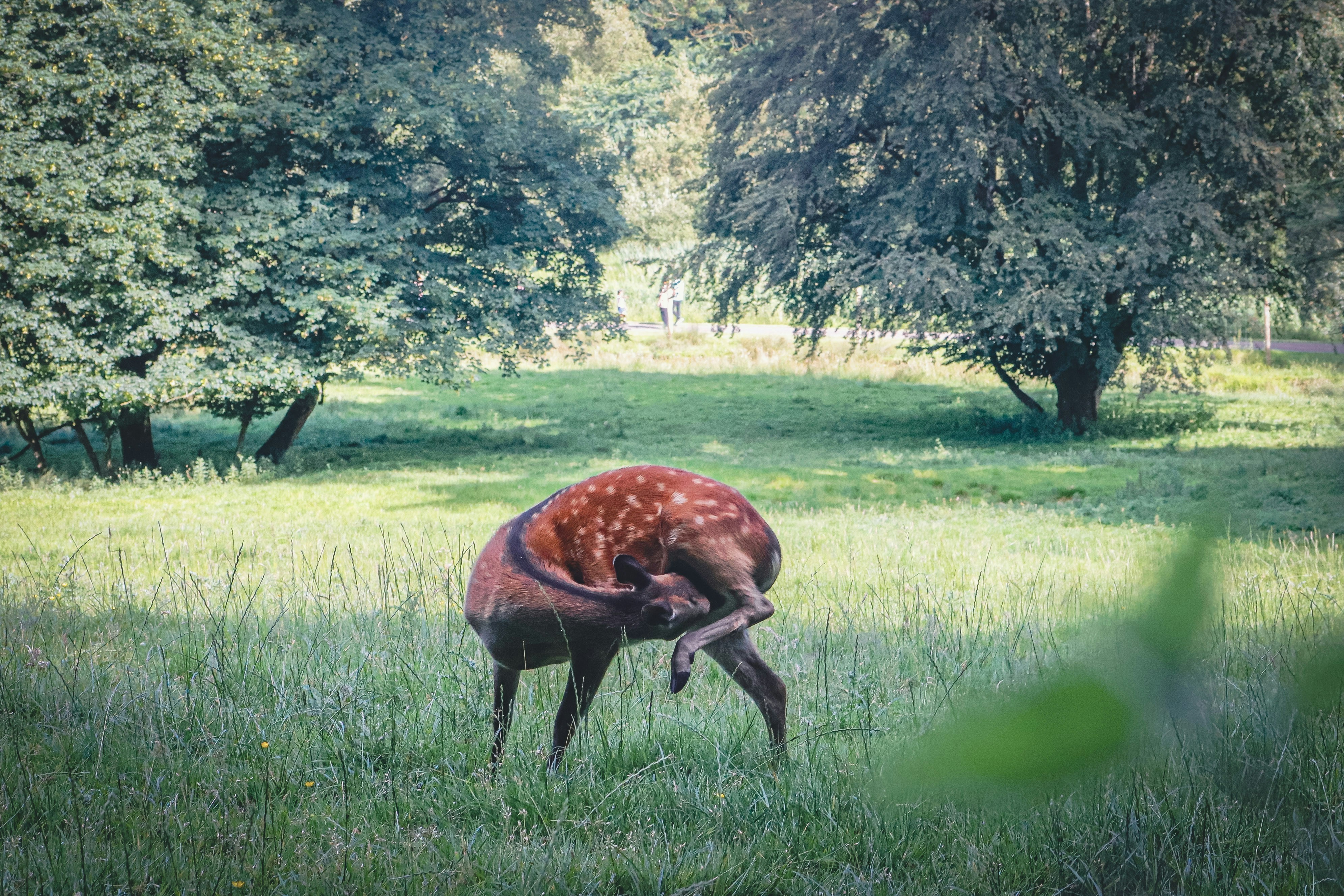 Grazing Fawn in Dappled Park Light