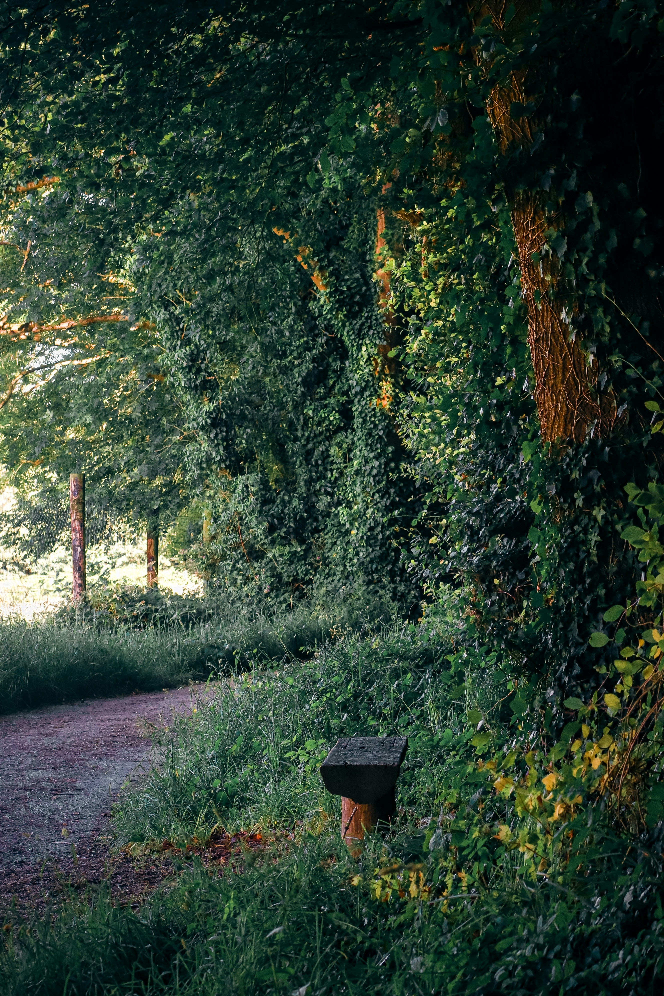 Quiet Pathway Framed by Ivy-Covered Wall and Weathered Bench
