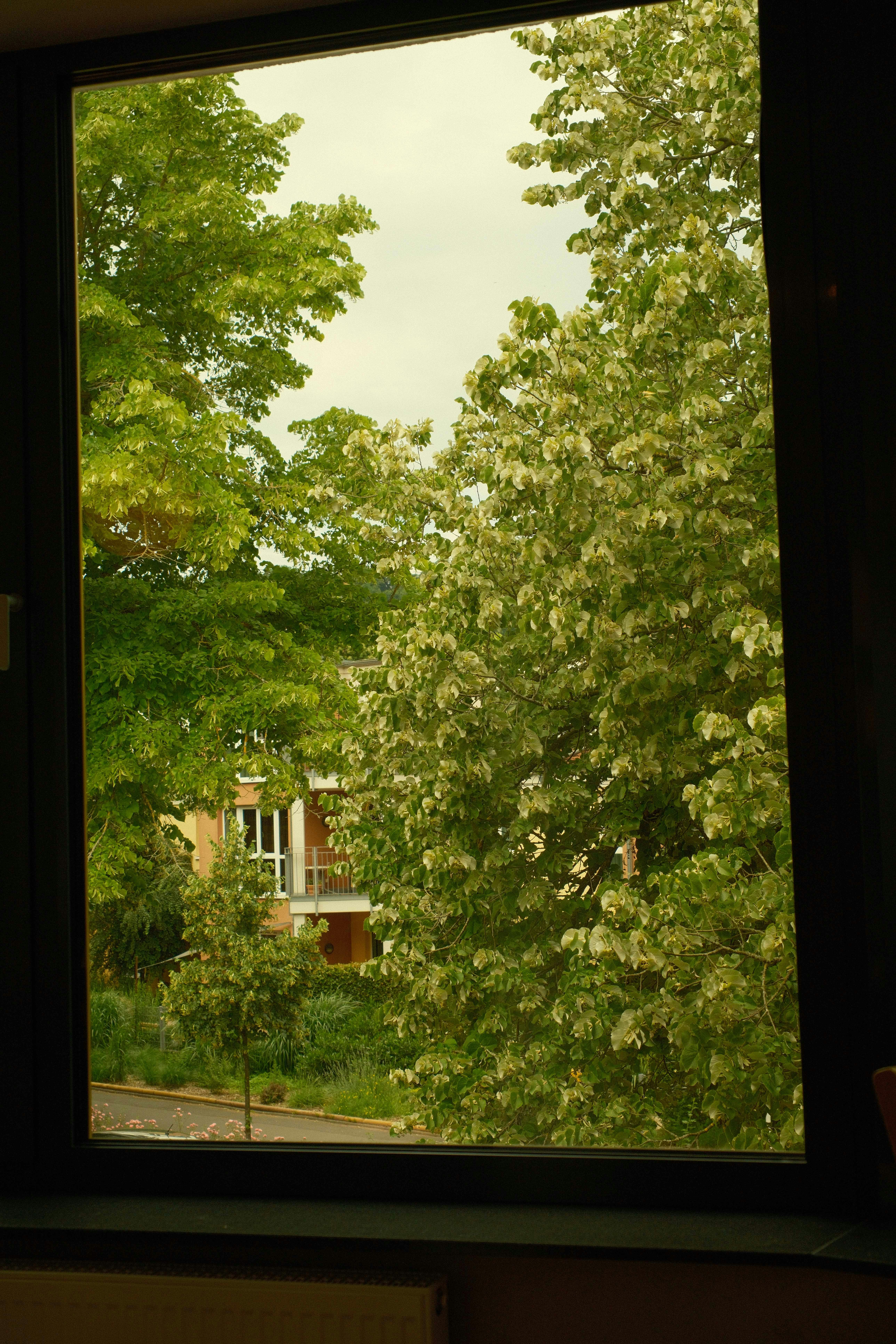 Framed View Through a Window: Lush Greenery and a Hidden Building