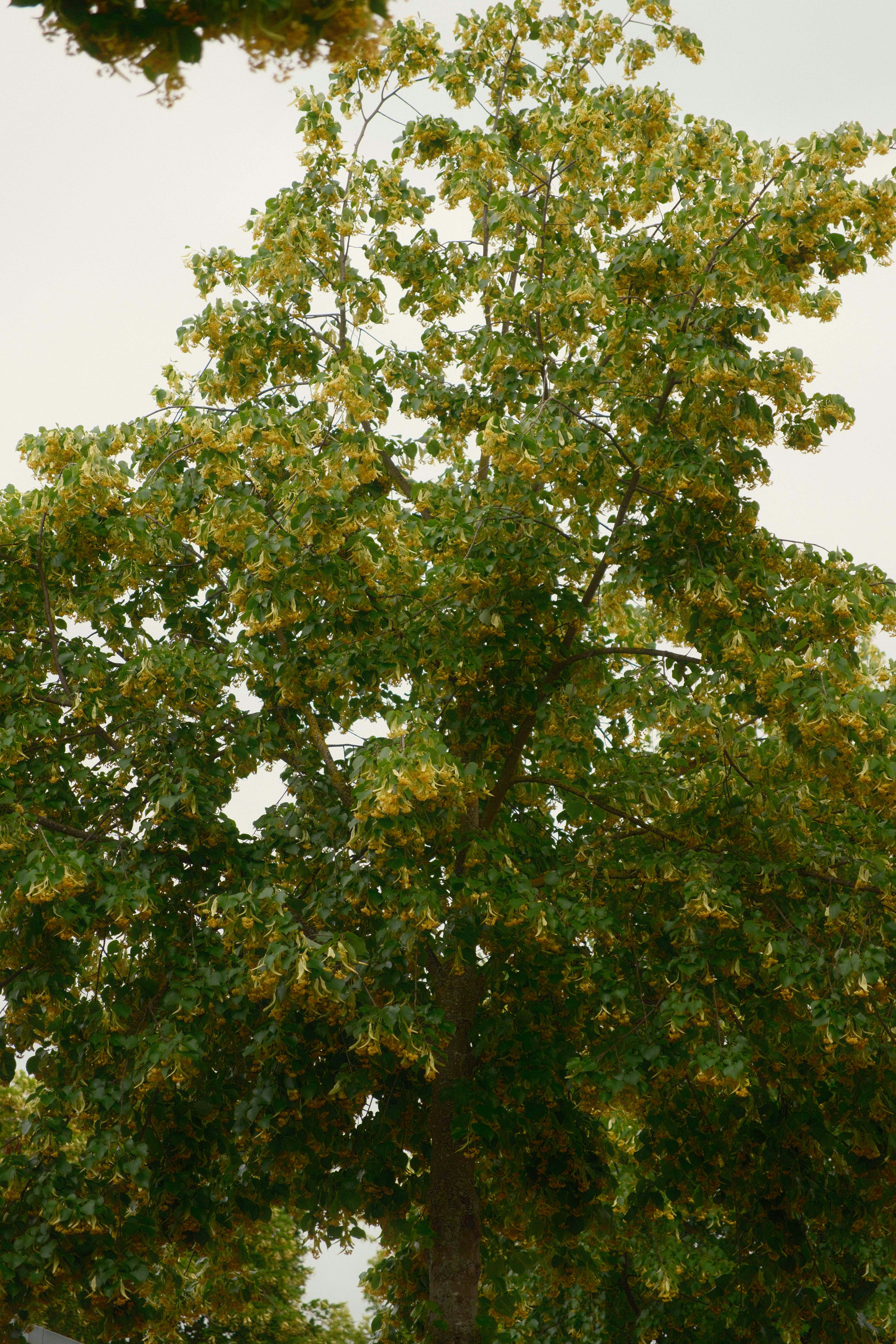 Autumn Canopy: a towering maple drenched in green and gold