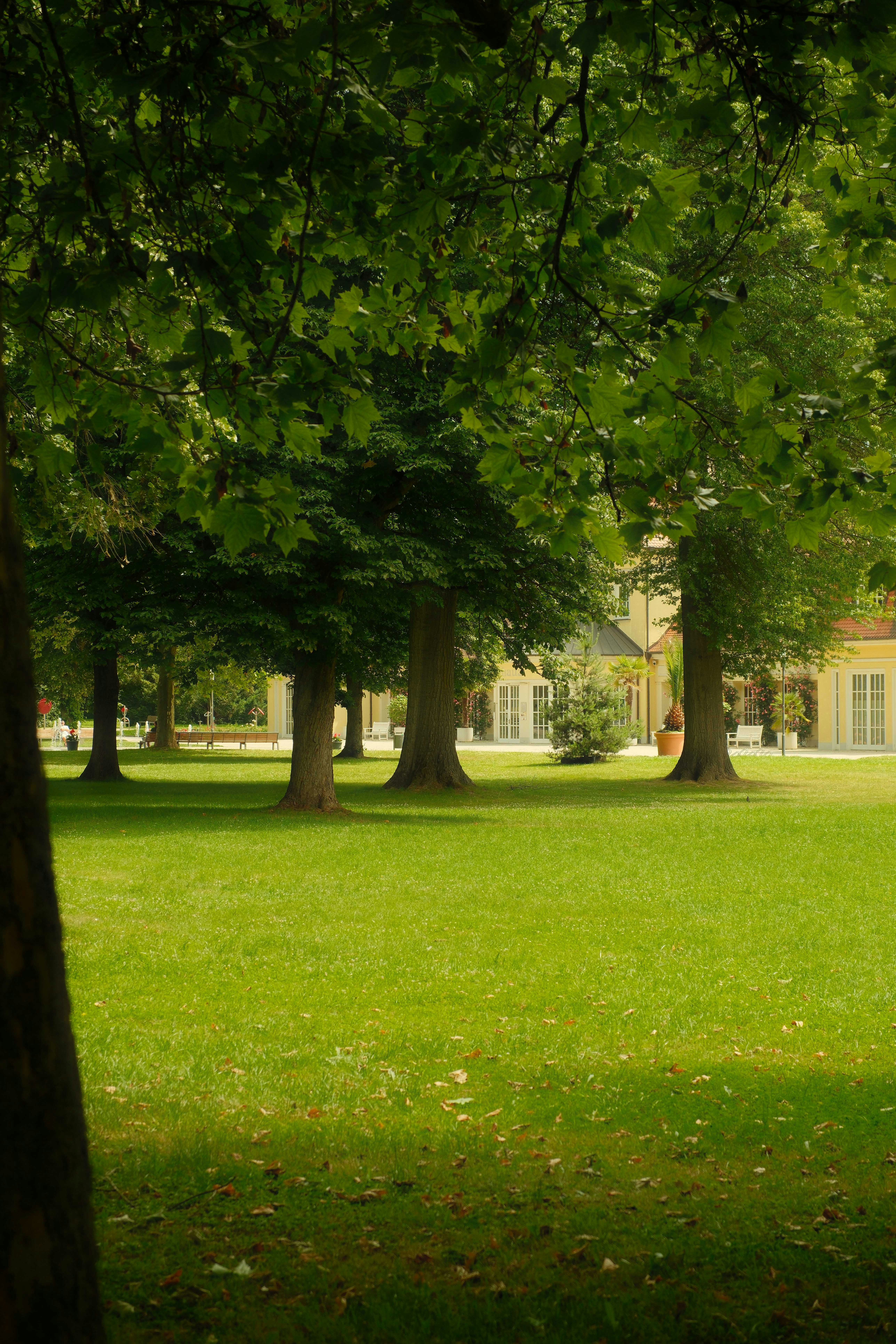 Shaded Campus Quad Framed by Canopy