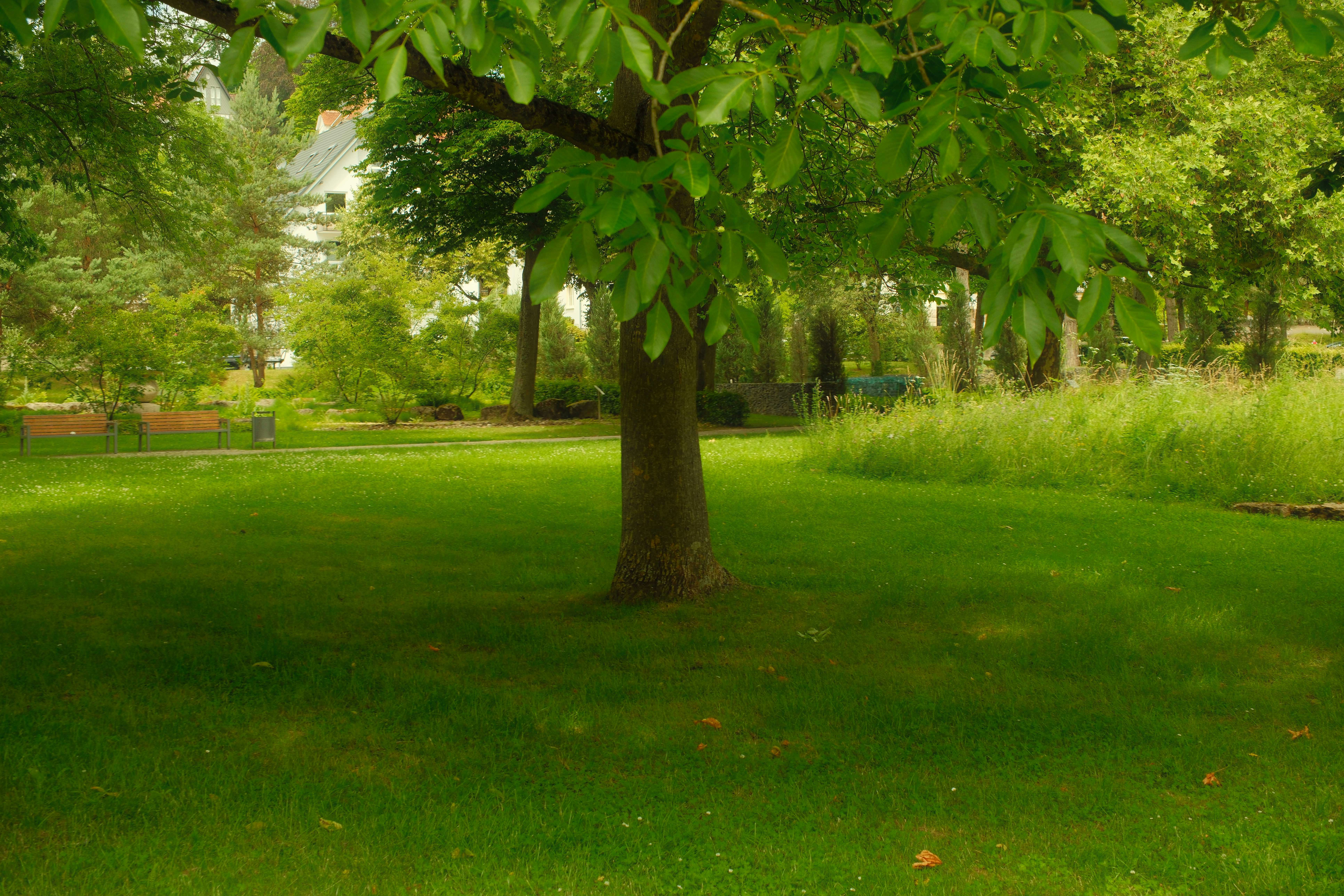 Central Tree Anchor in a Sunlit Park