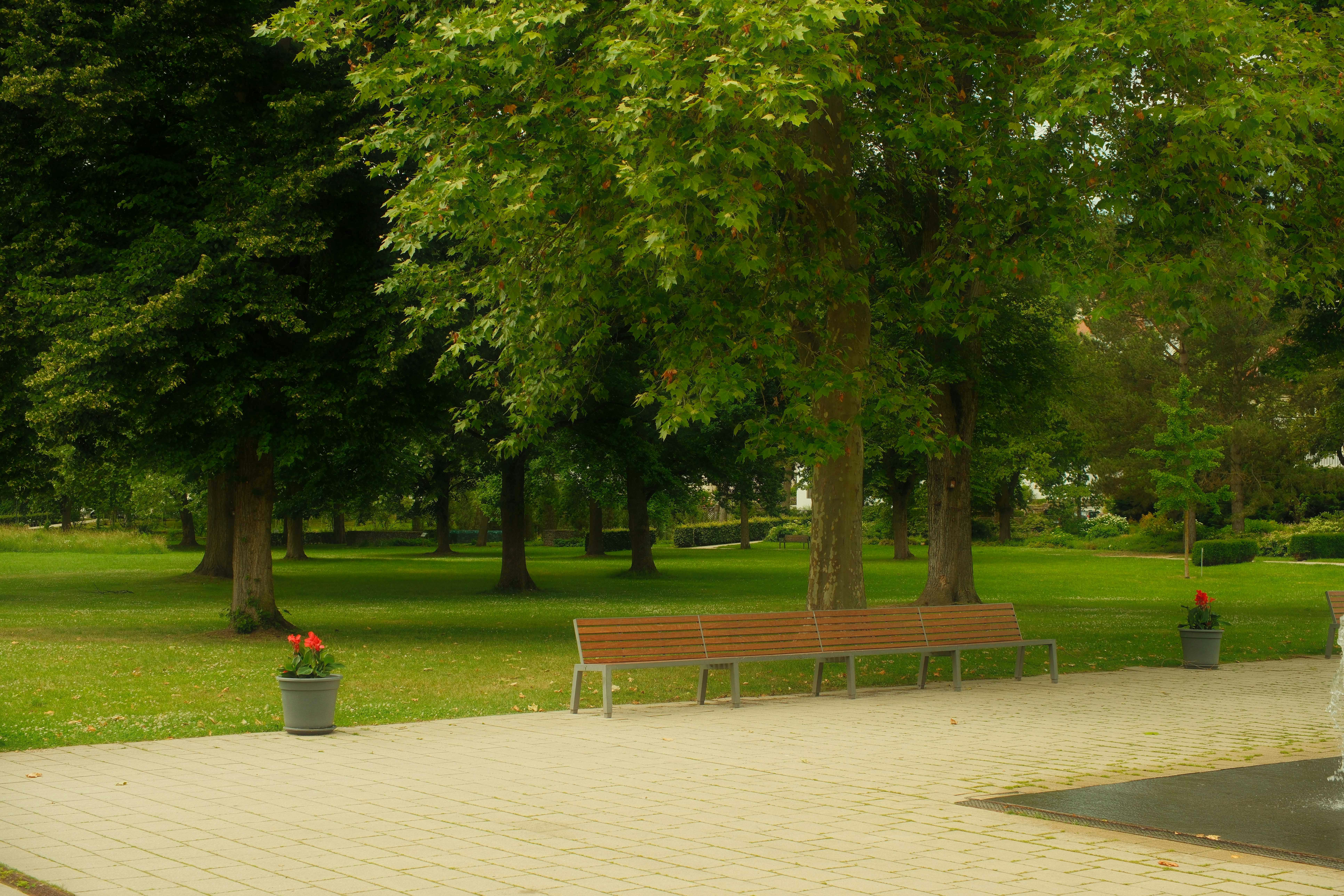 Quiet park row: empty benches beneath shade-draped trees