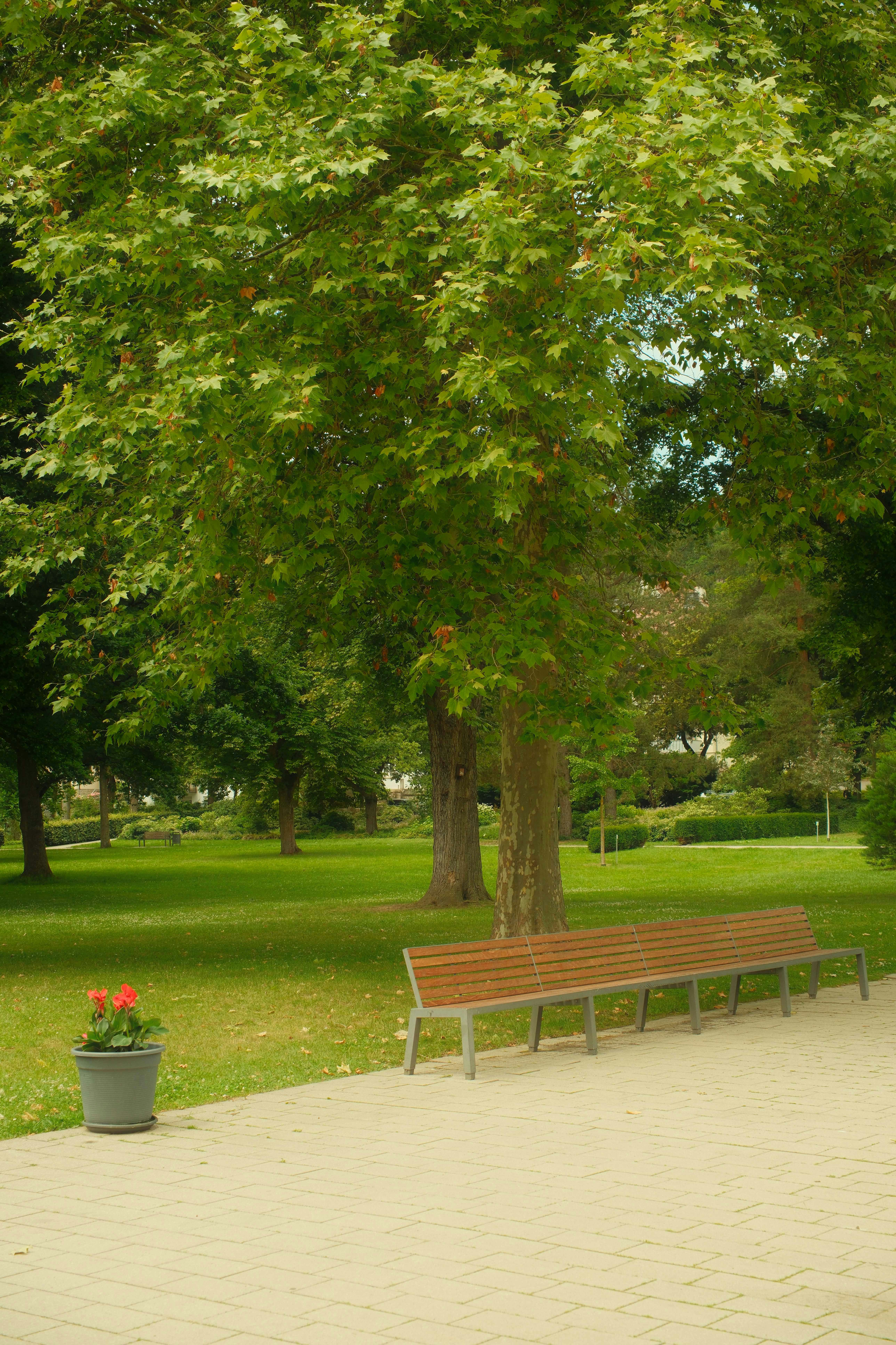 Serene Park Bench Beneath a Canopy of Green