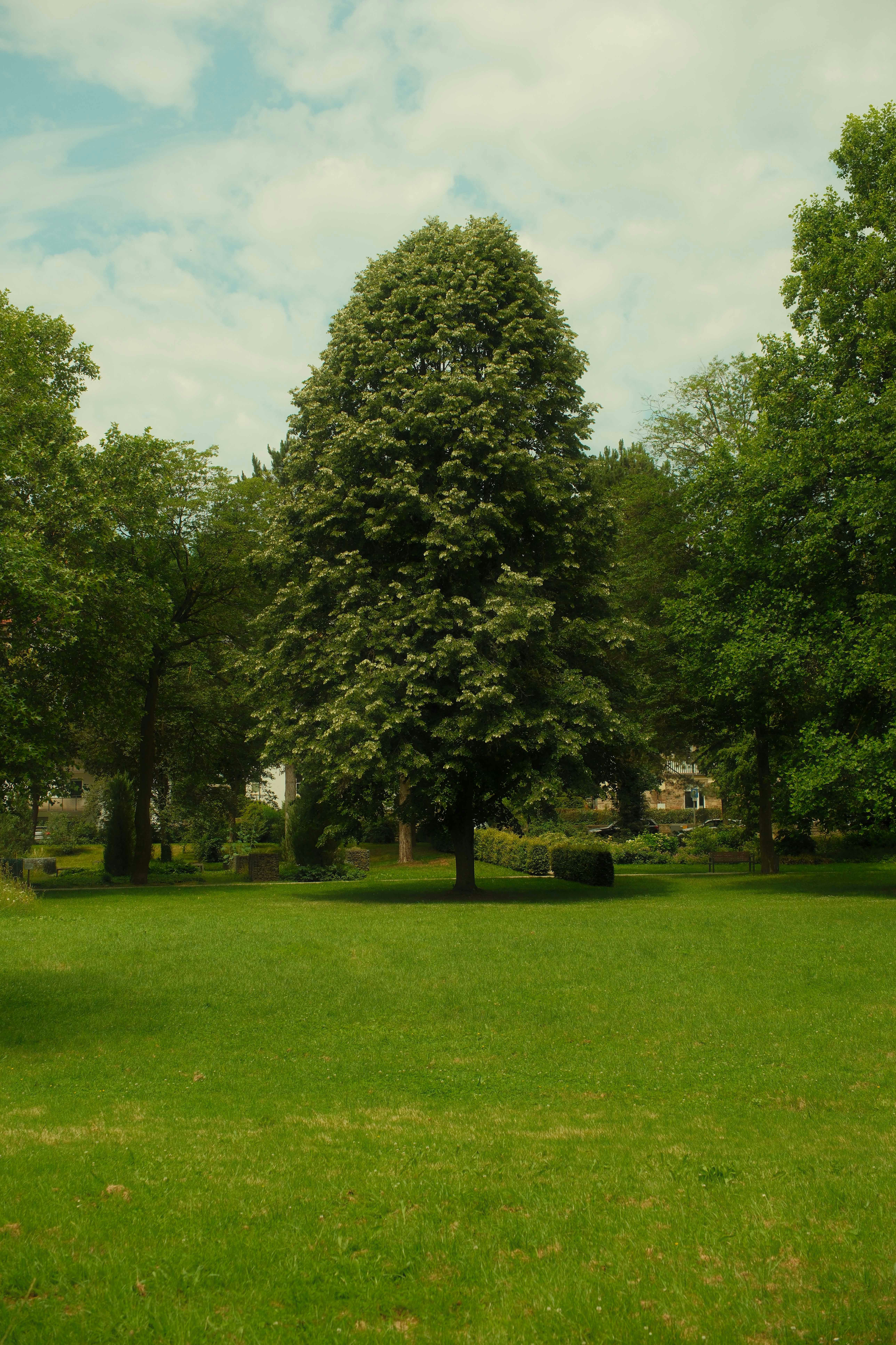 Central Tree Sentinel in a Sunlit Park