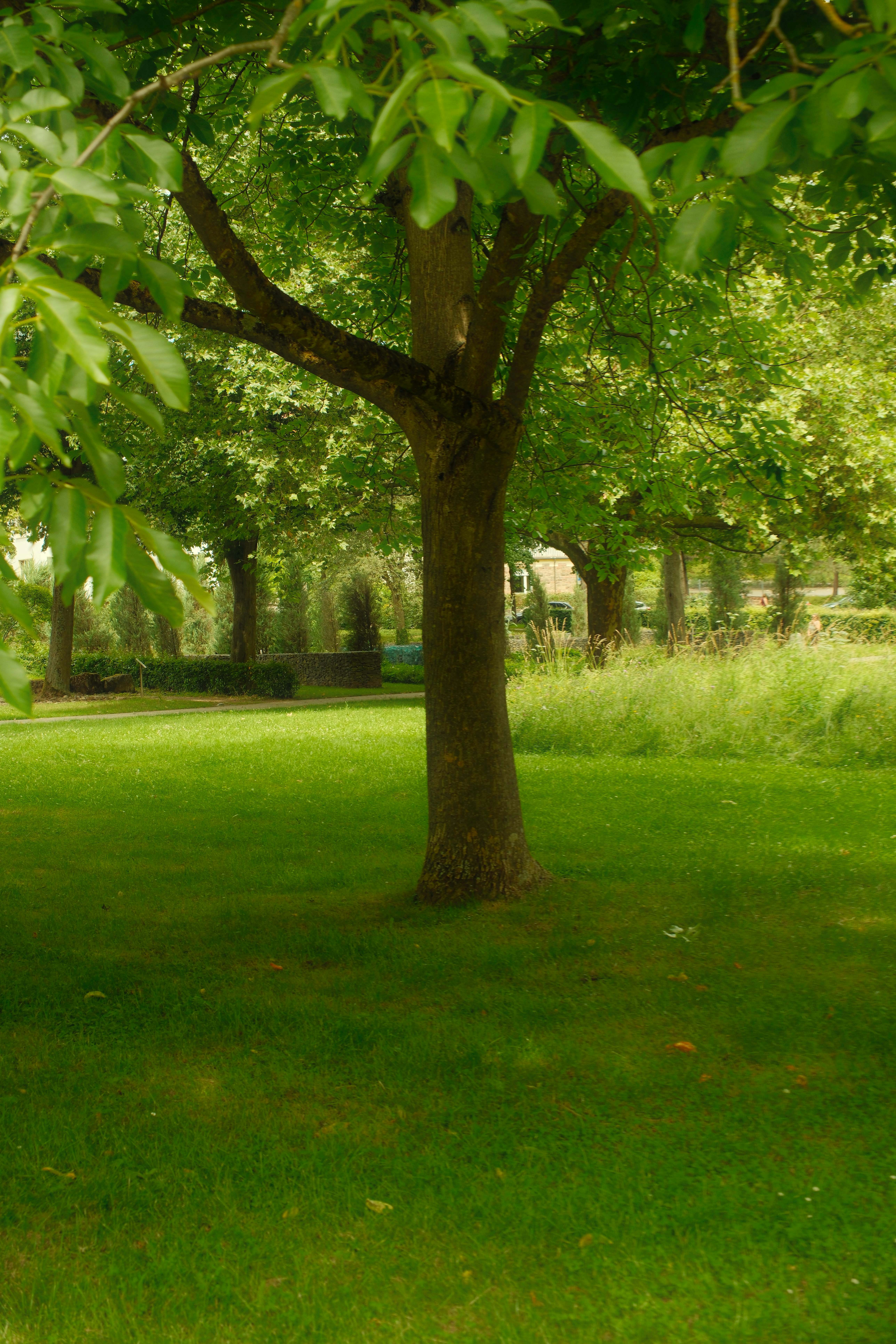 Central Oak in a Quiet Green Clearing