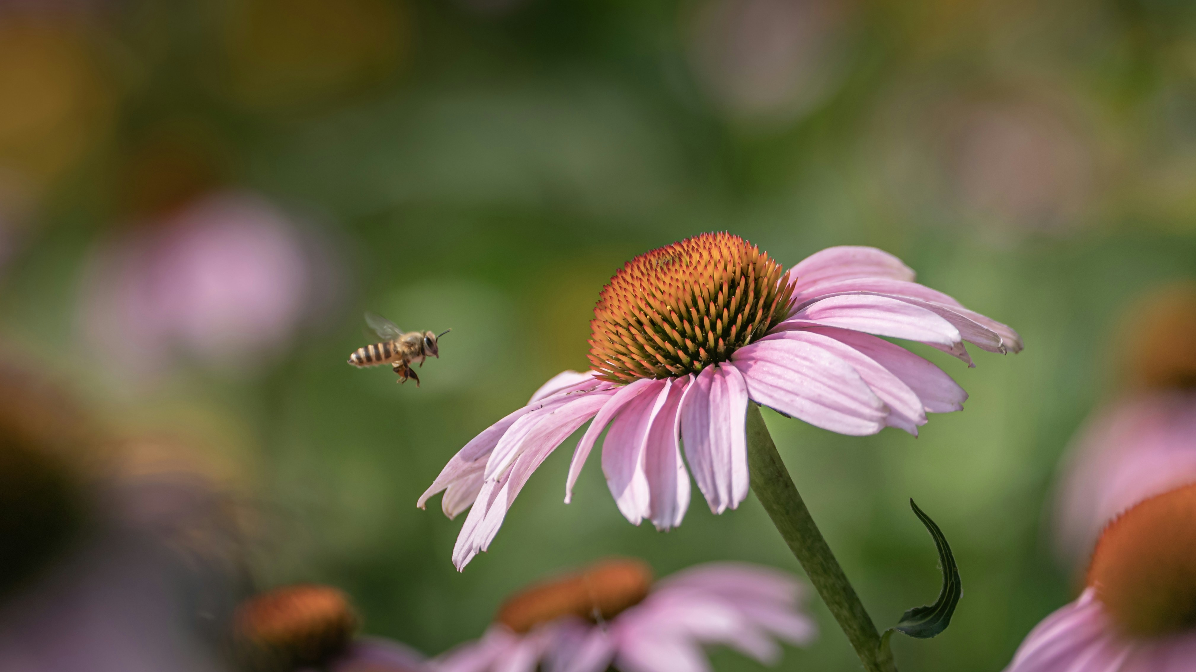 Hovering in Focus: A Pink Coneflower and a Daring Bee