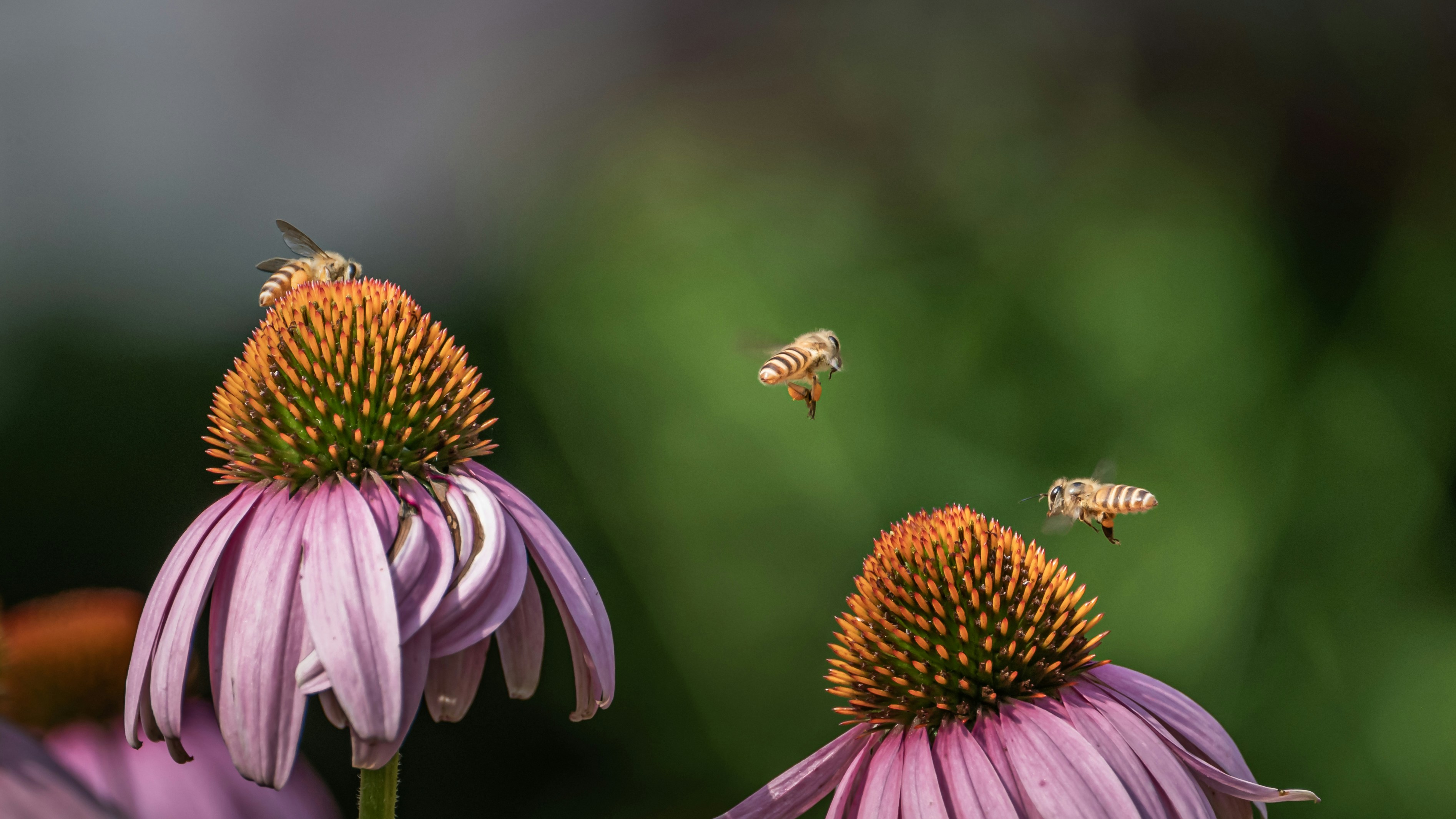 Bees in Bloom: A Delicate Encounter on Purple Coneflowers