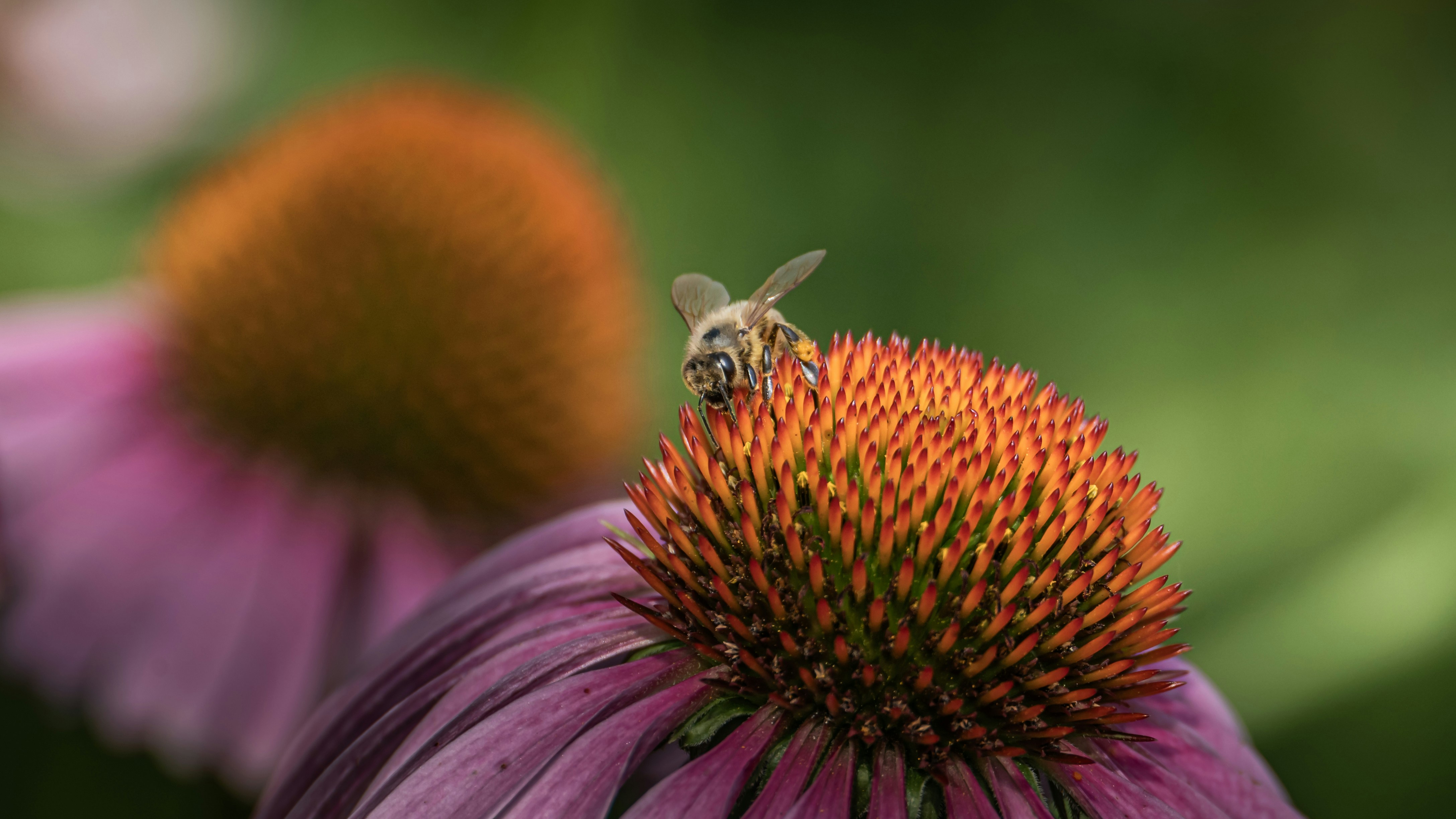 Buzz at the Bloom: A Hovering Visitor on a Magenta Coneflower