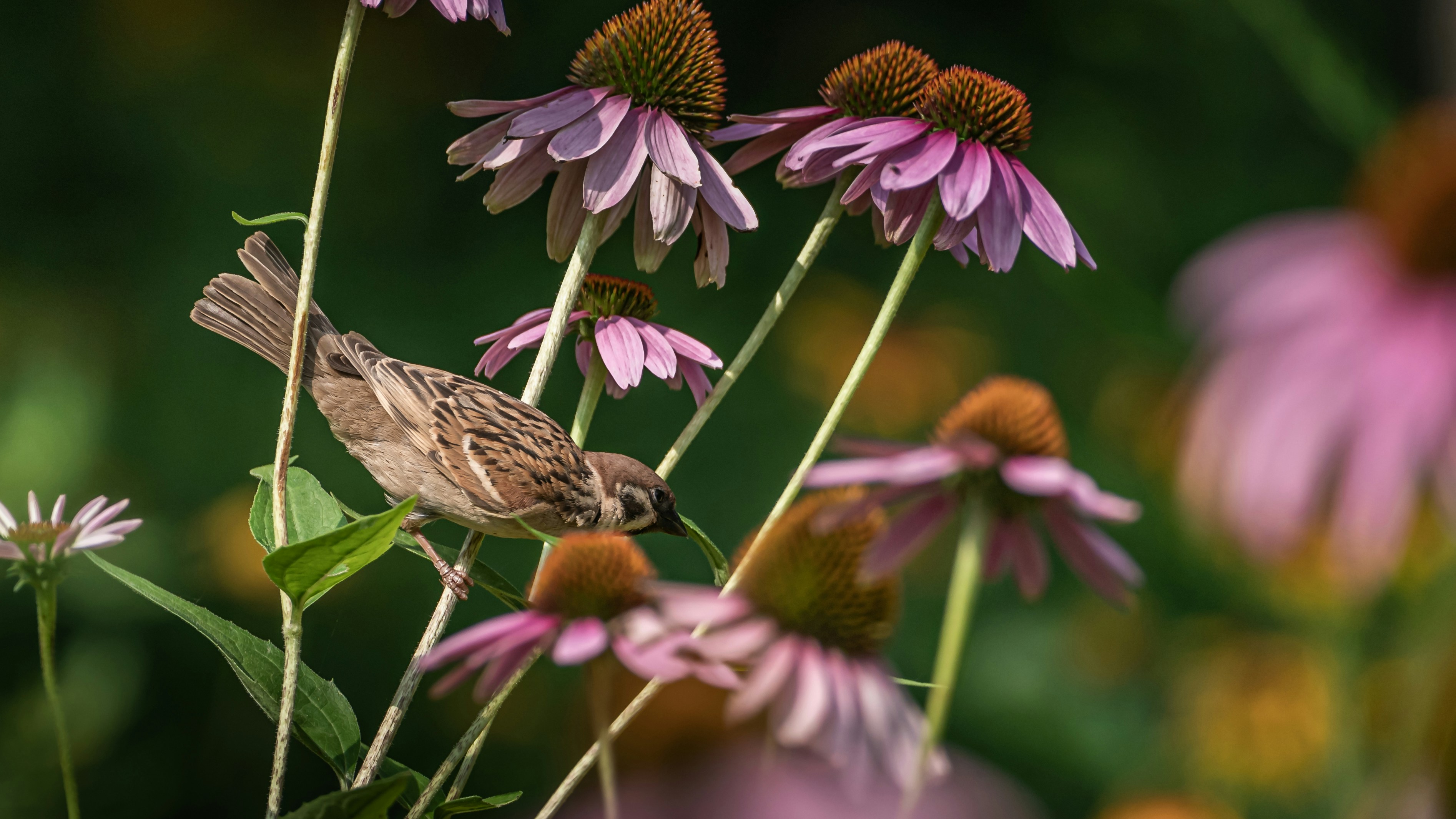 A Tiny Bird on Purple Cones: Delicate Perch Amid Summer Blooms