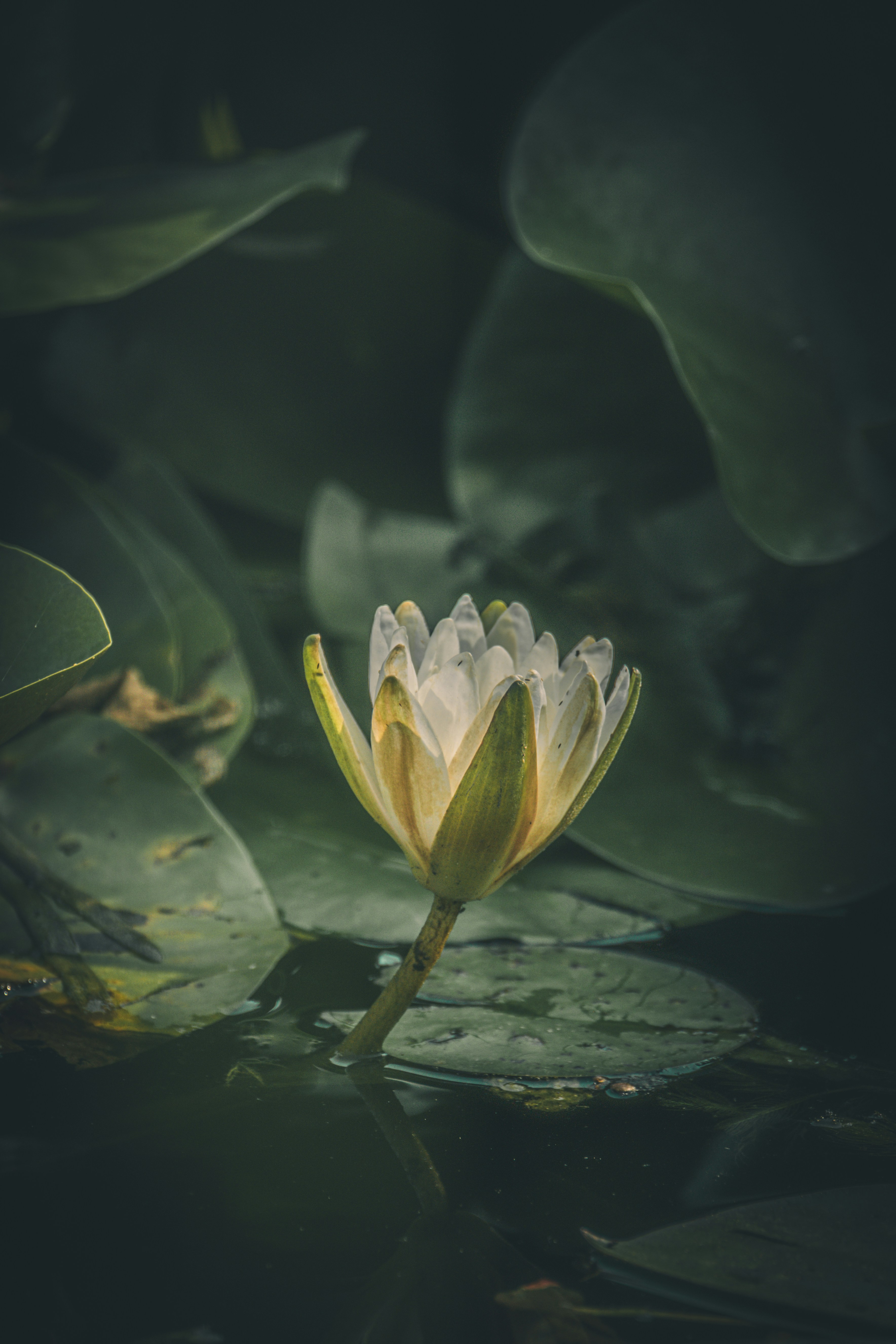 Golden-centered waterlily emerging from a shadowy pond, surrounded by broad lily pads and still water. A minimal, moody botanical scene.