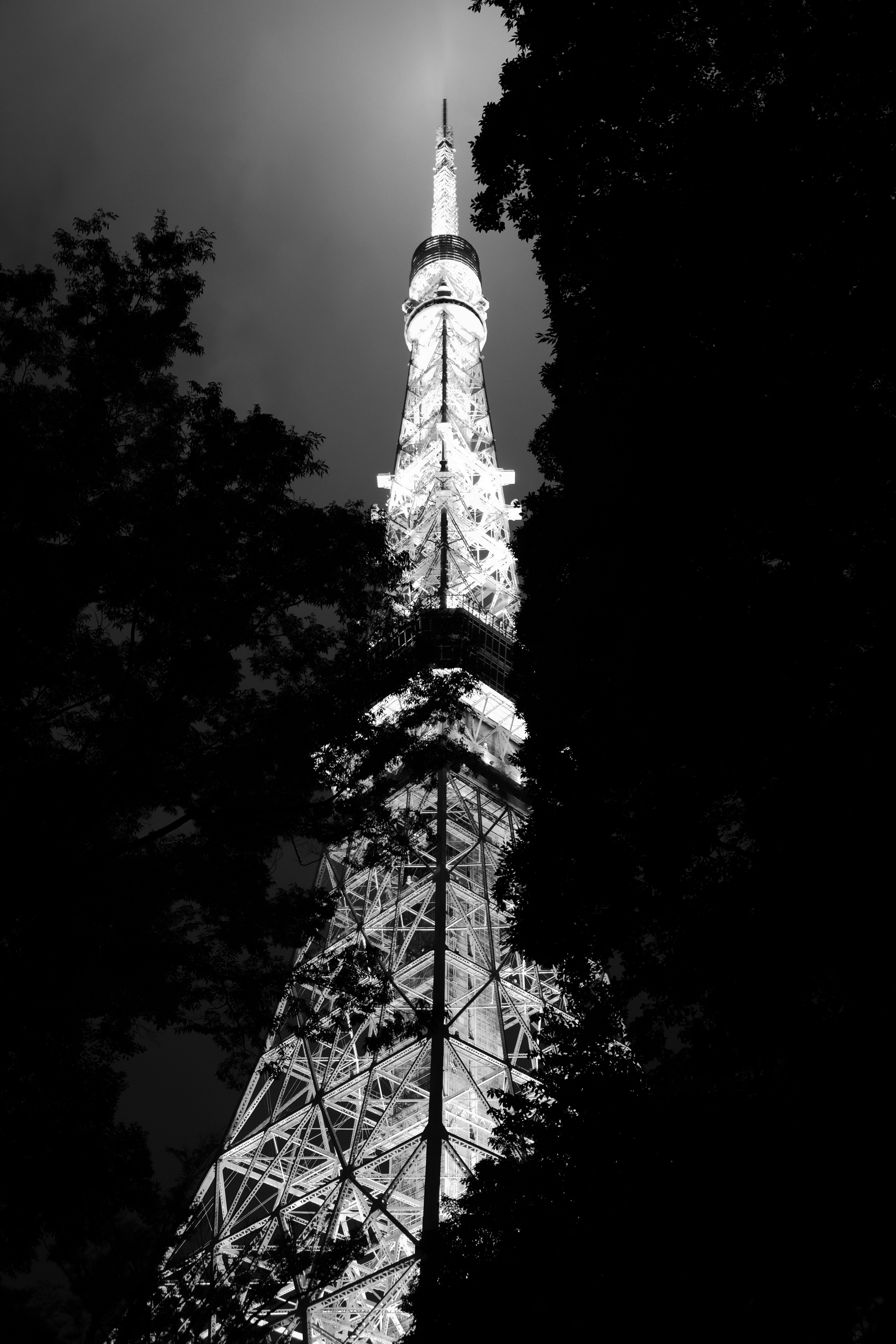 Night Iron Lattice: Tokyo Tower Through the Ginkgo Veil
