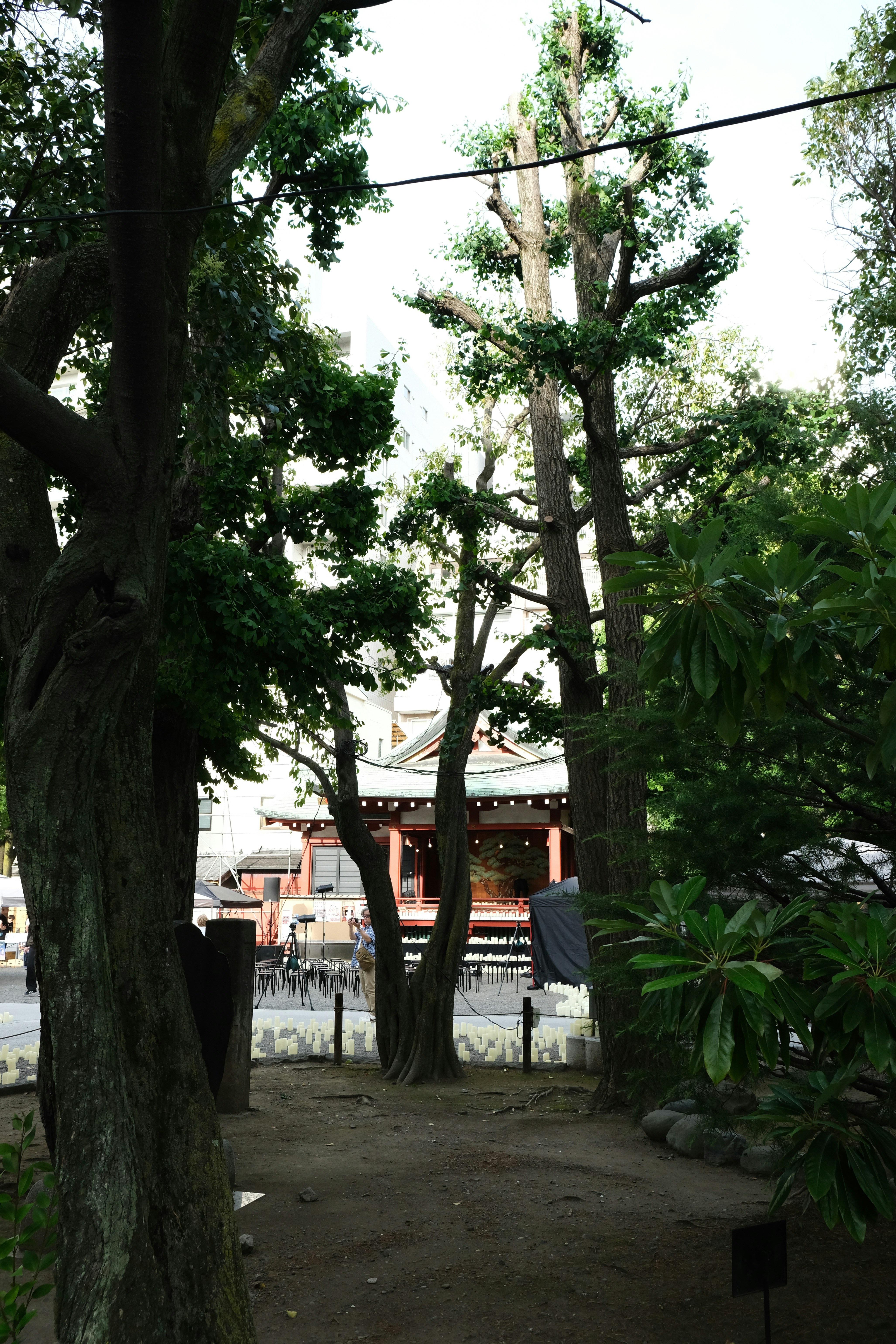 Temple in the Shade: A Quiet Path through the Trees