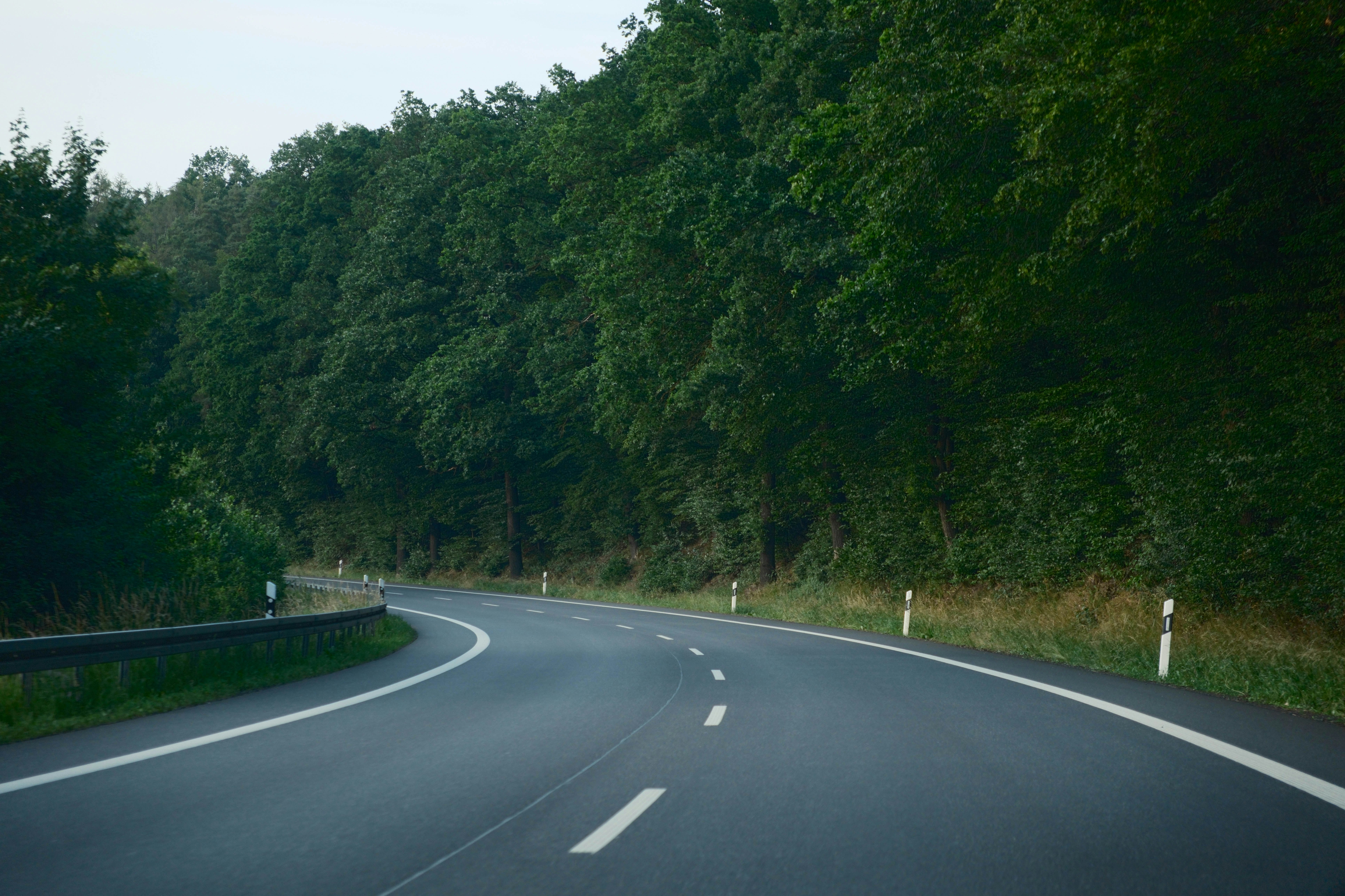 Curving Highway Beneath a Canopy