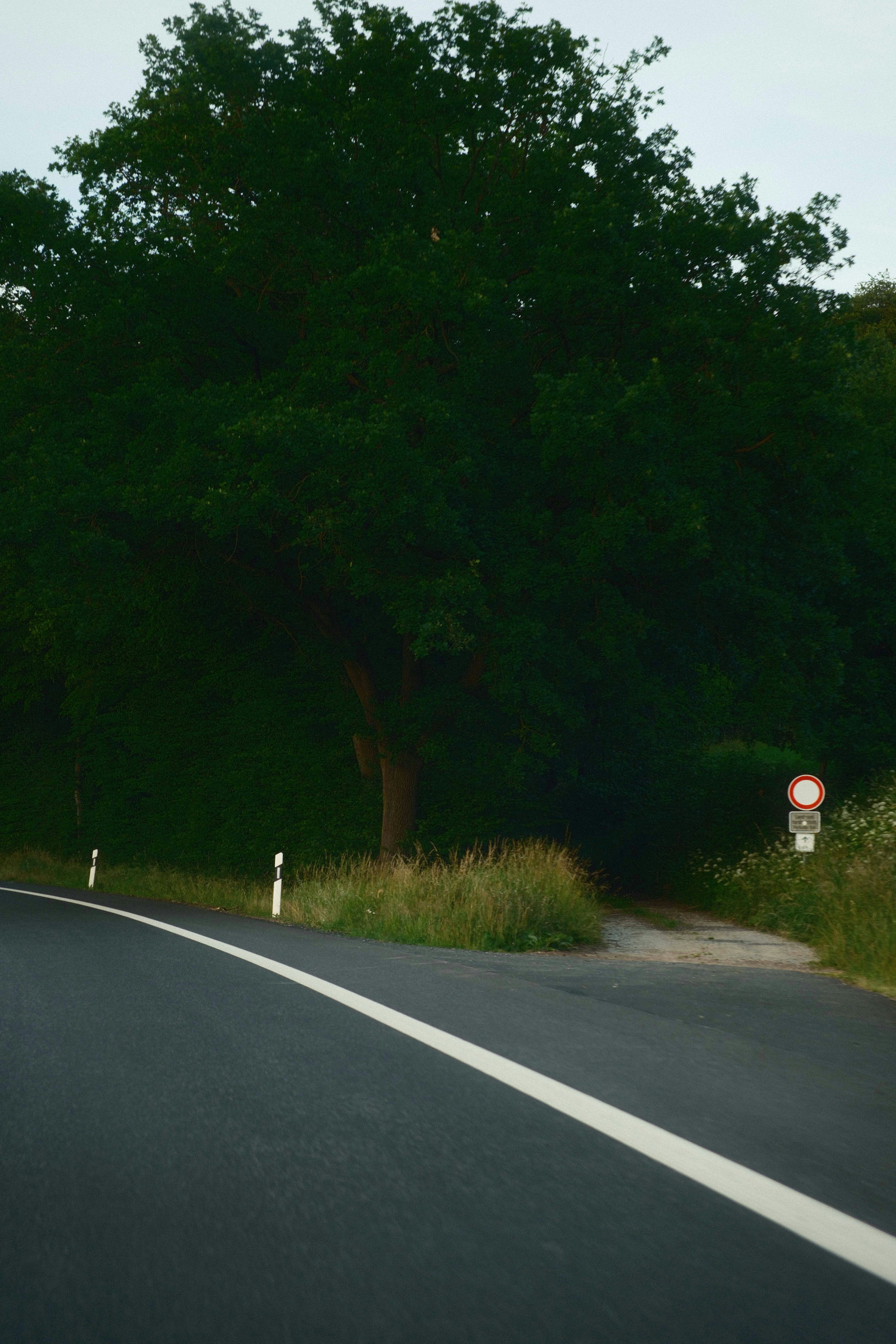 Edge of the Curve: A Quiet Road Bypasses a Shadowed Forest
