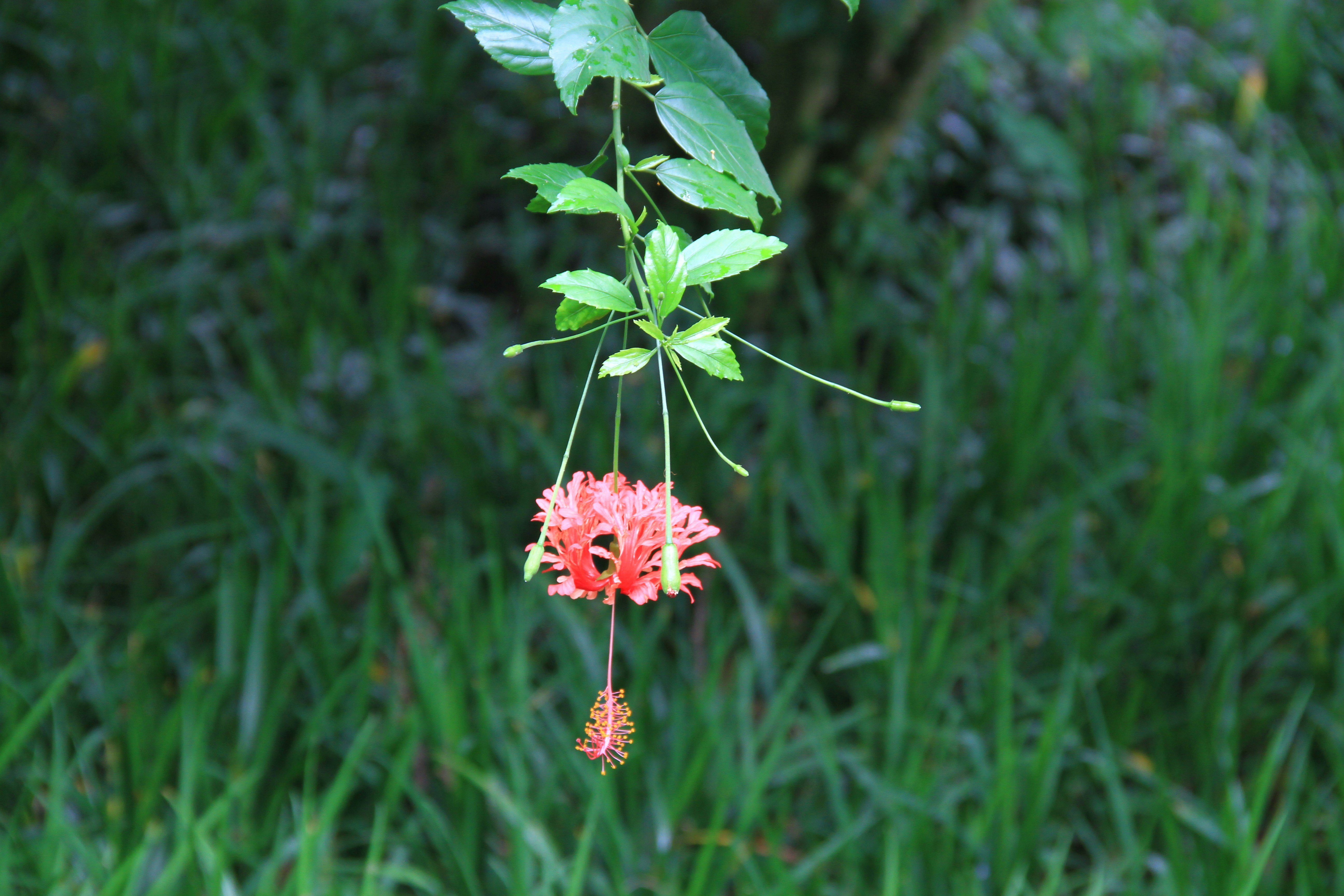 Dangling Hibiscus Bloom: A Delicate Floral Suspended in Green