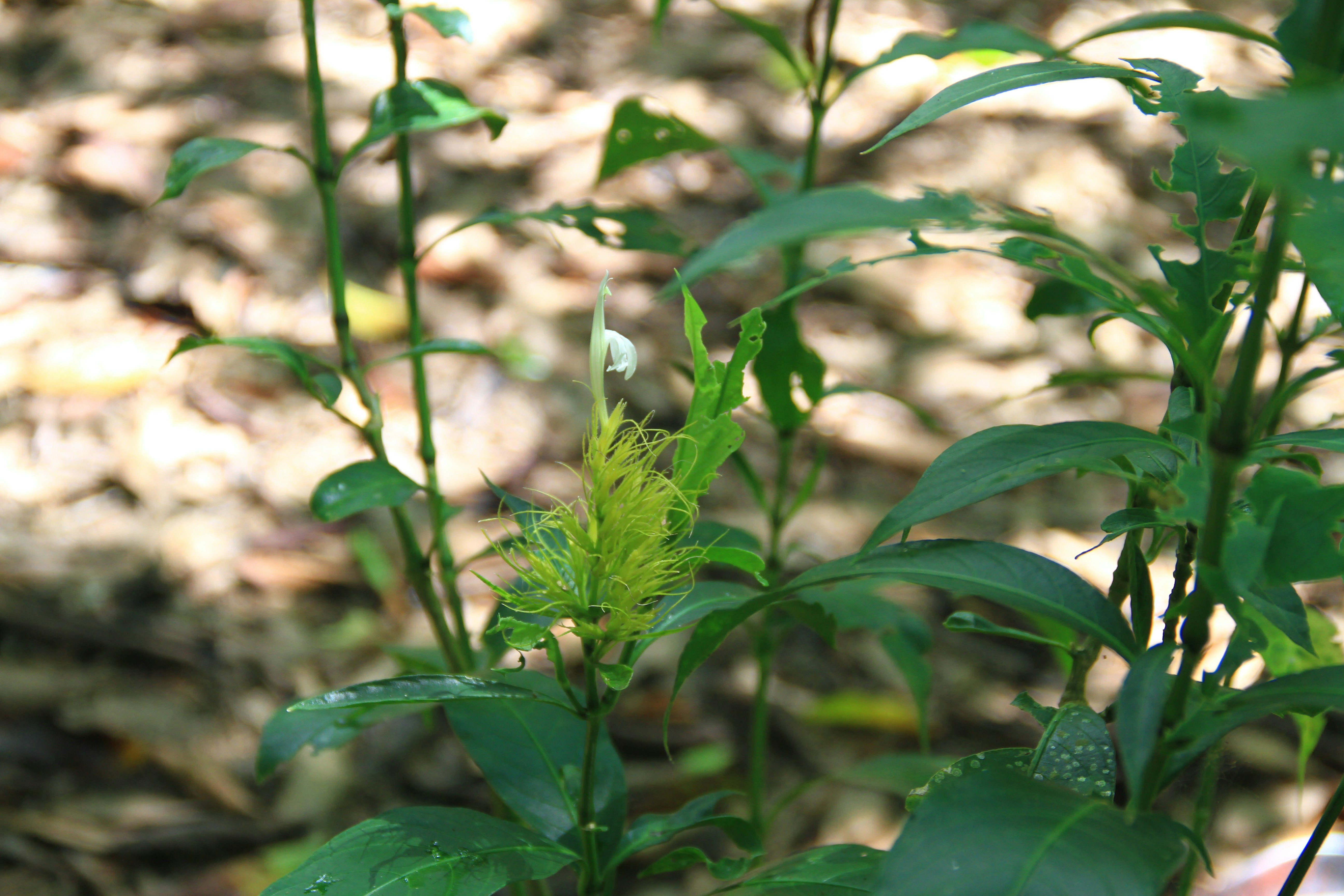 New Growth in a Sunlit Clearing