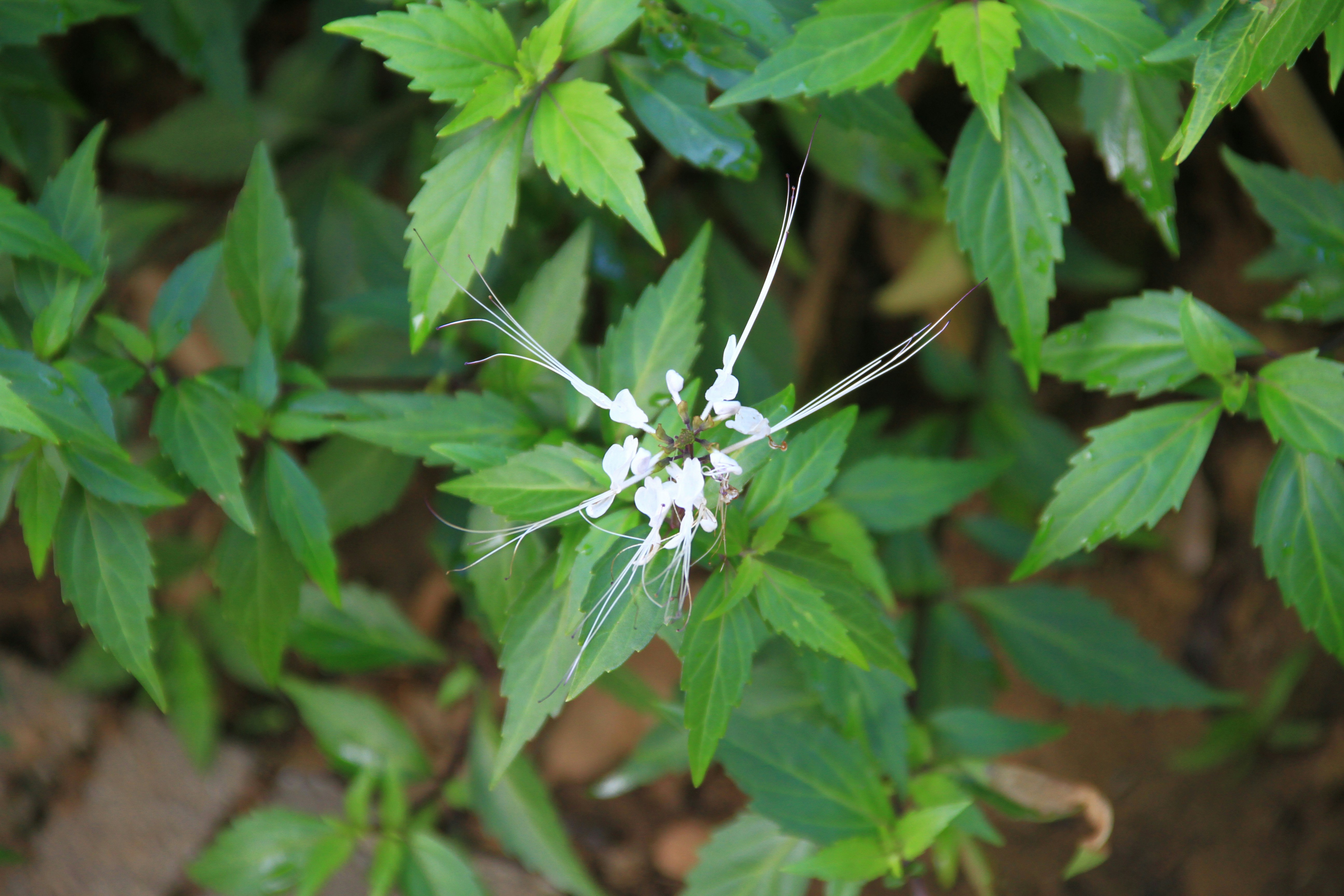 Starburst Seedhead: A Delicate White Bloom Amid Green Fronds