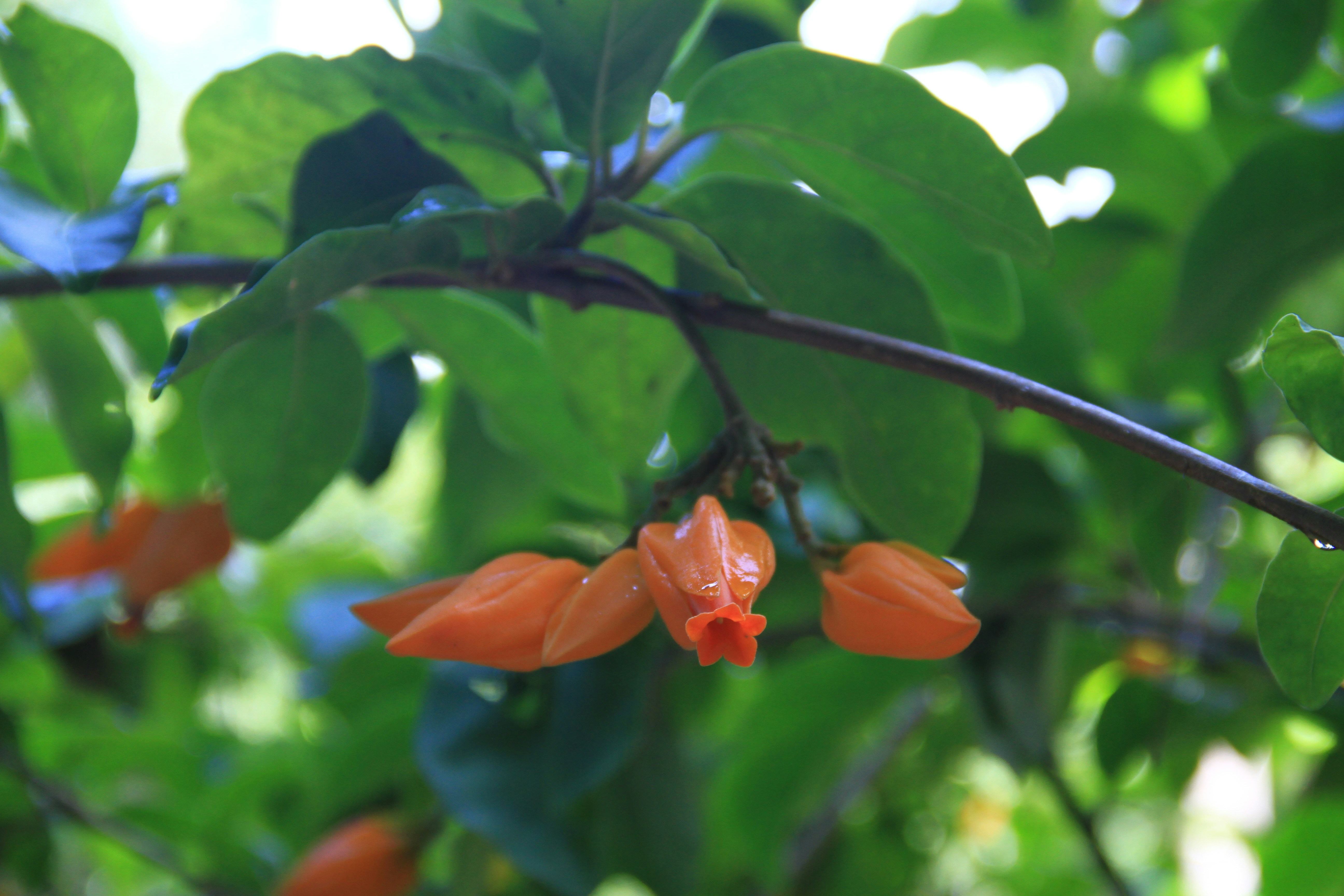 Orange blossom bloom beneath a canopy of green