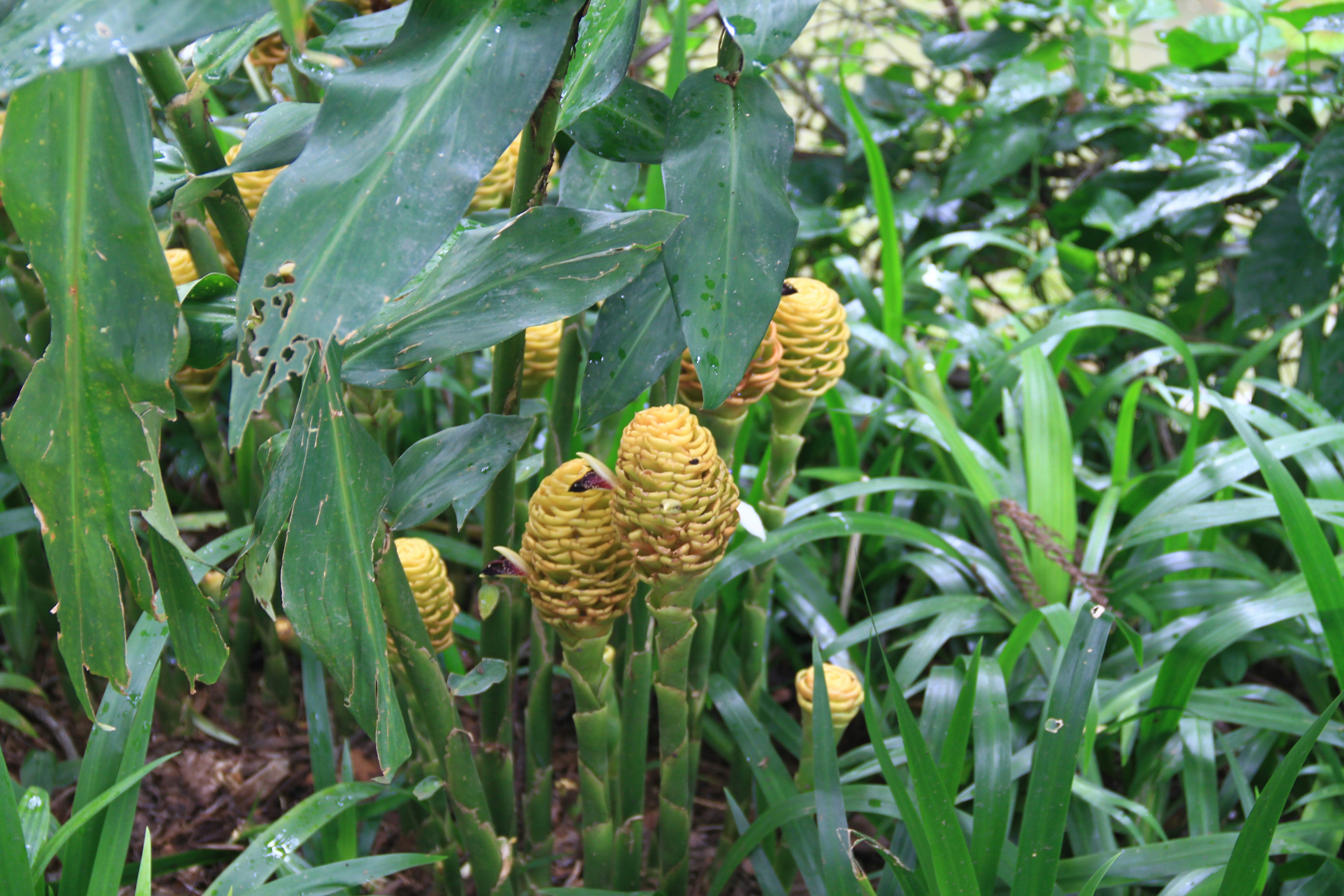 Golden Cone Foliage: Pinecones Among Broad Leaves