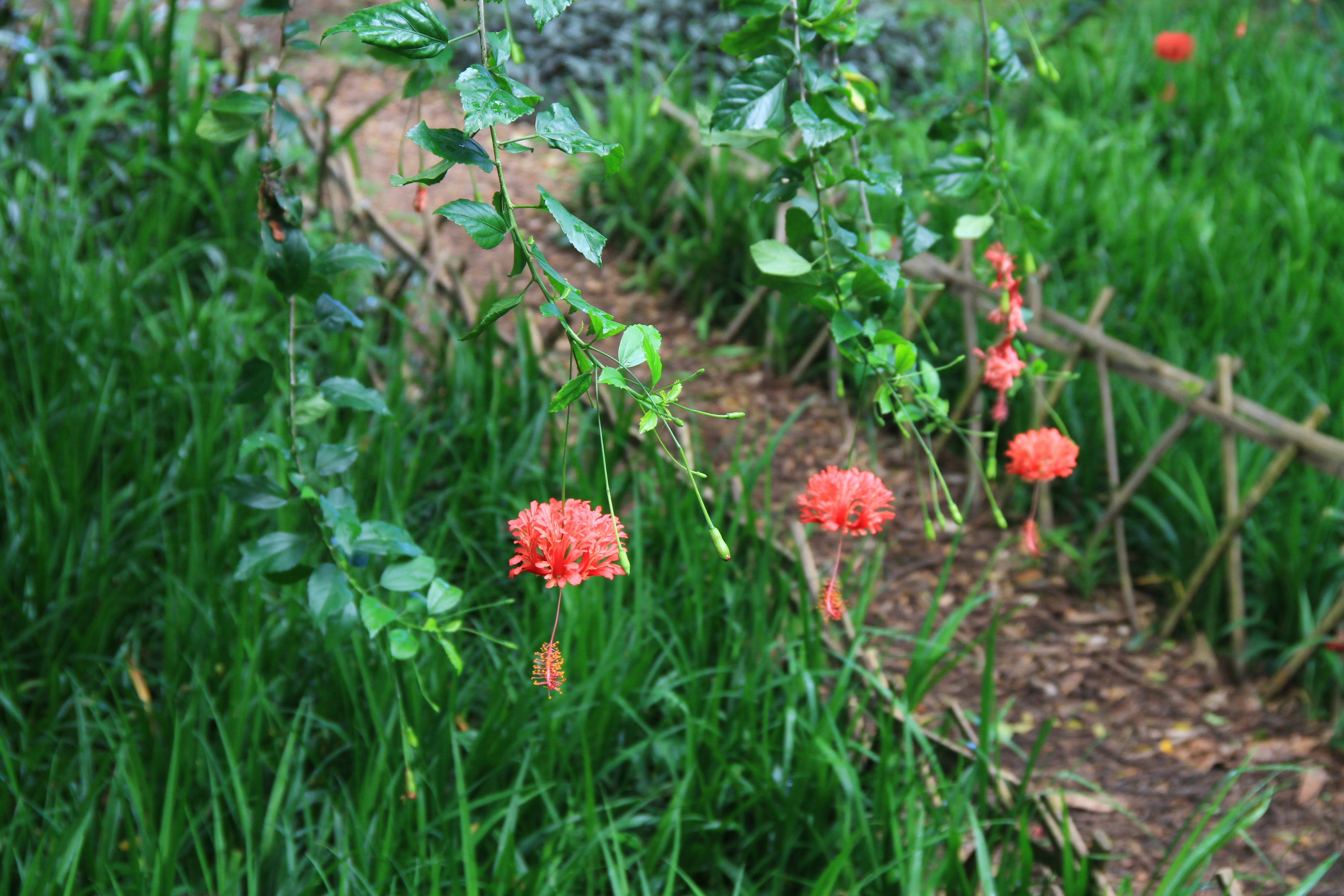 Scarlet Hibiscus Squares a Green Tangle