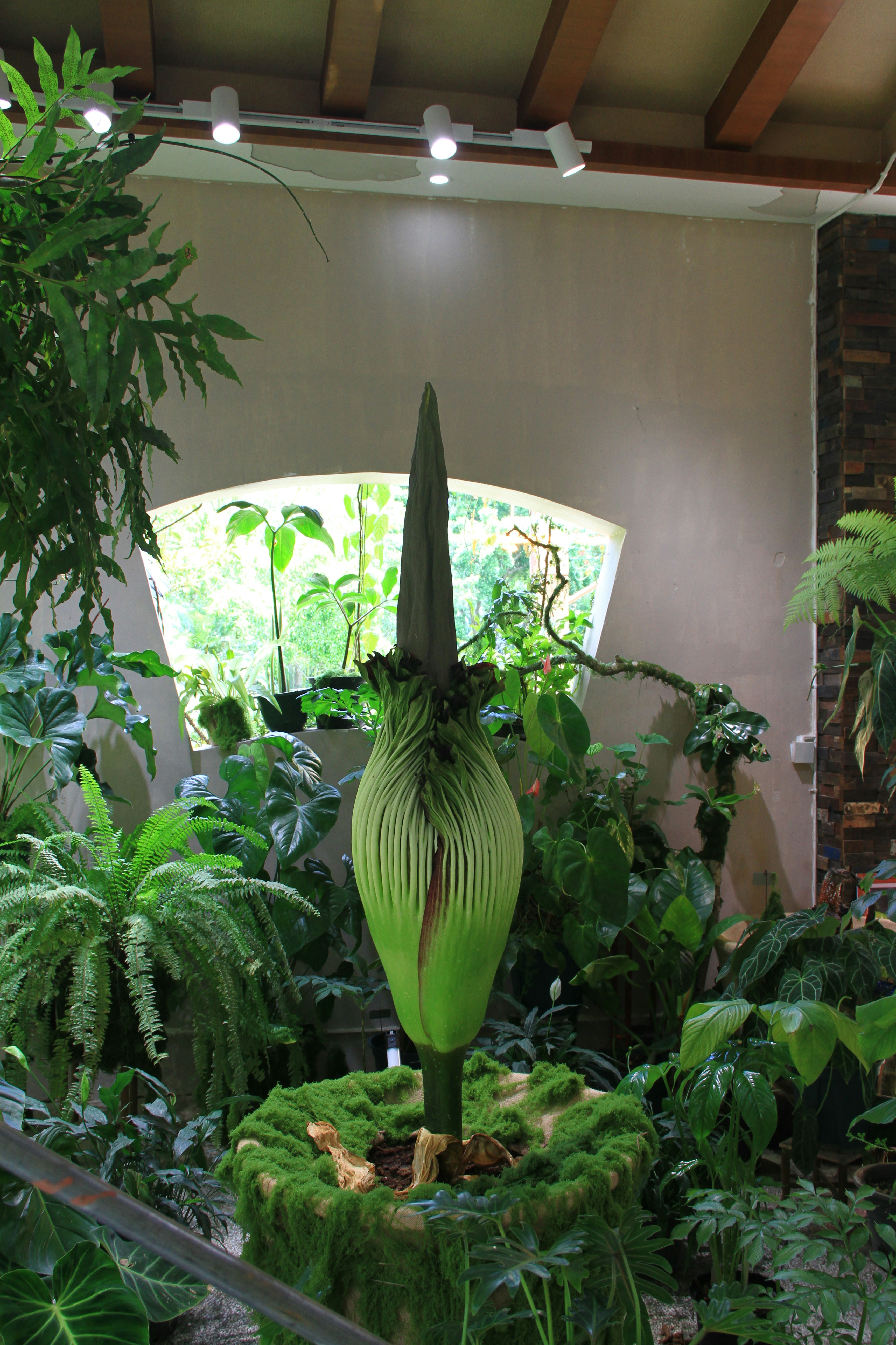 Emergence of a Giant Bloom: Central Bud Surrounded by Lush Foliage