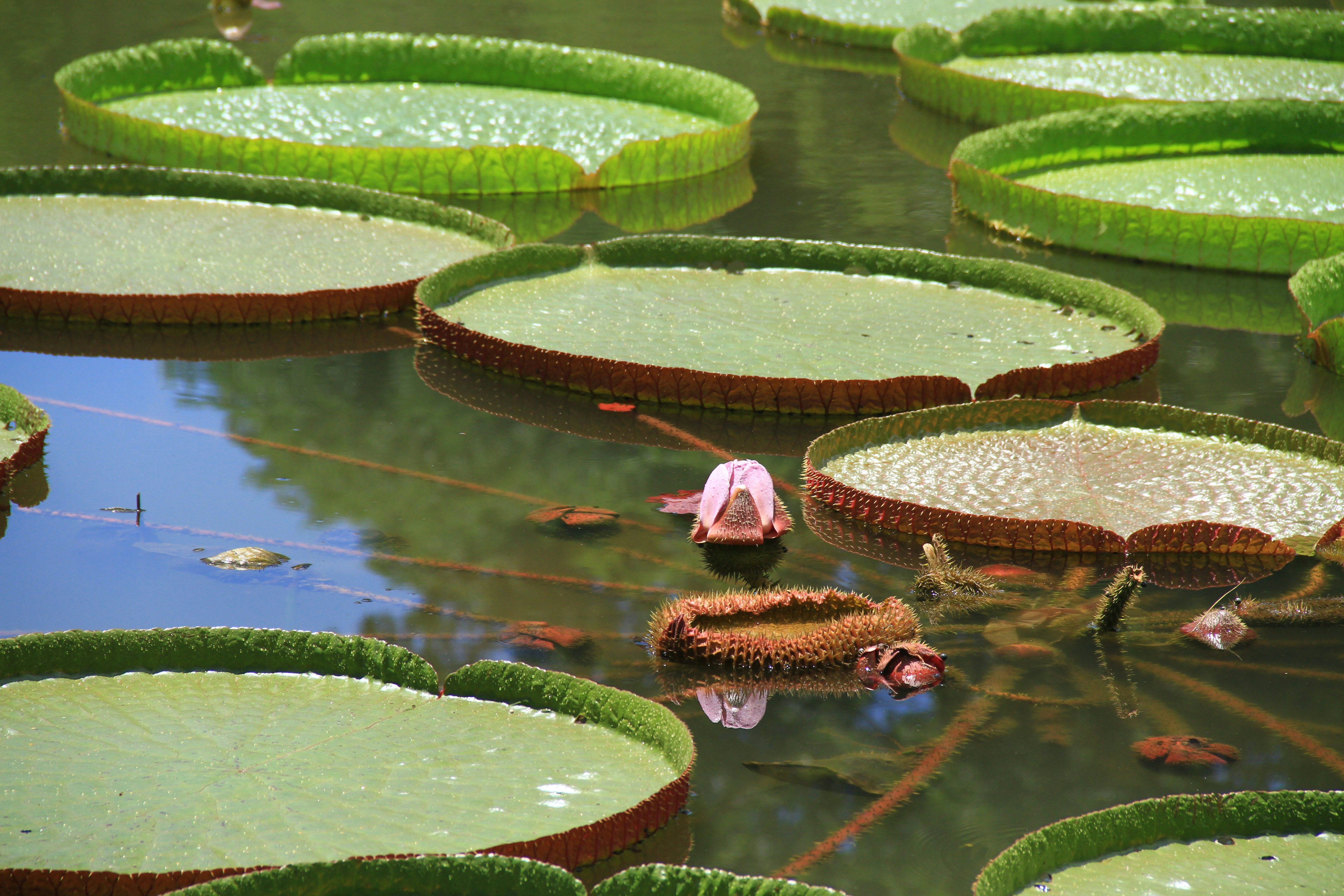 Floating Pads and Pink Flower in a Calm Pond