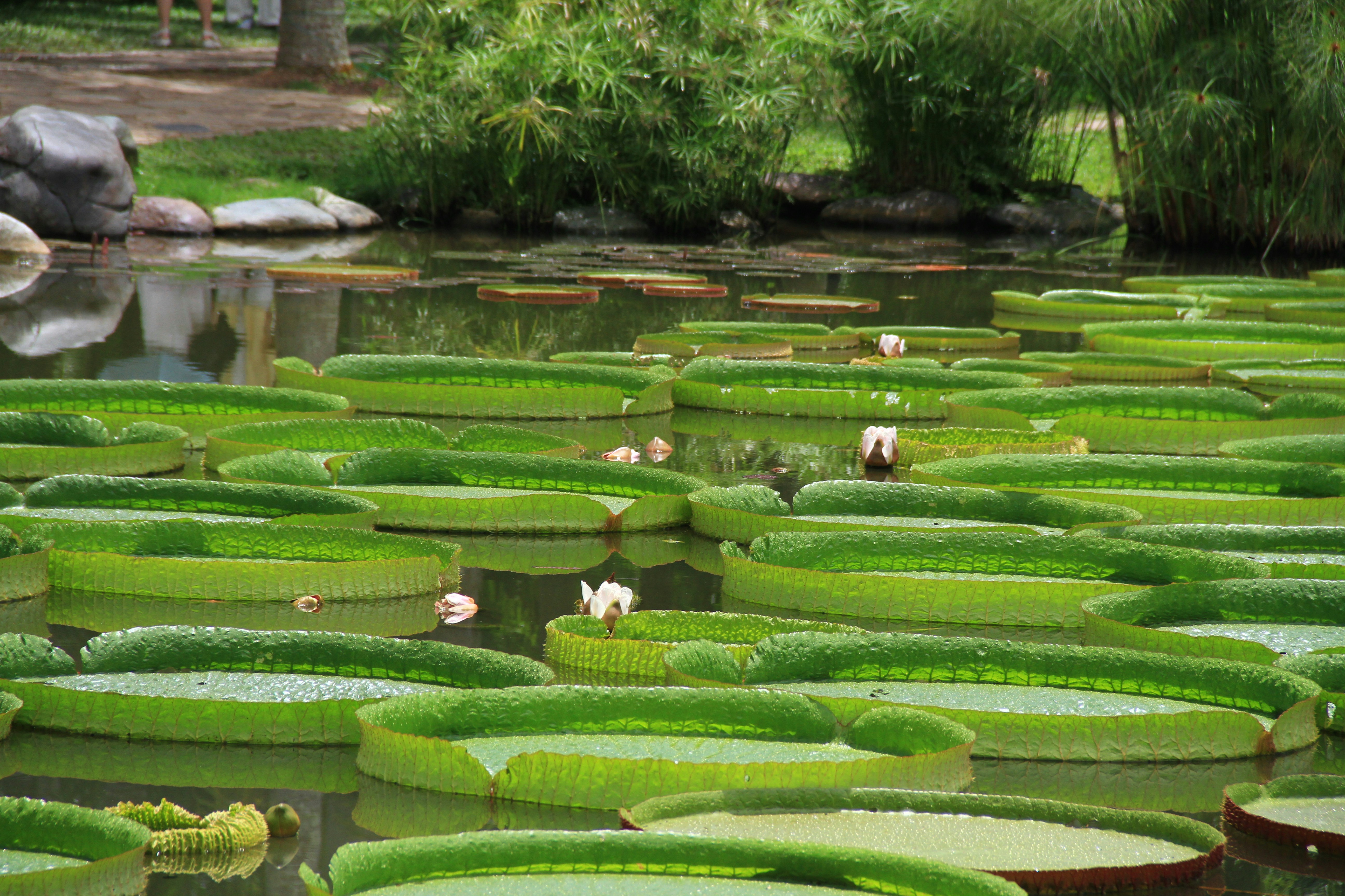 Floating Emerald Panes: A Quiet Lake of Giant Lily Pads