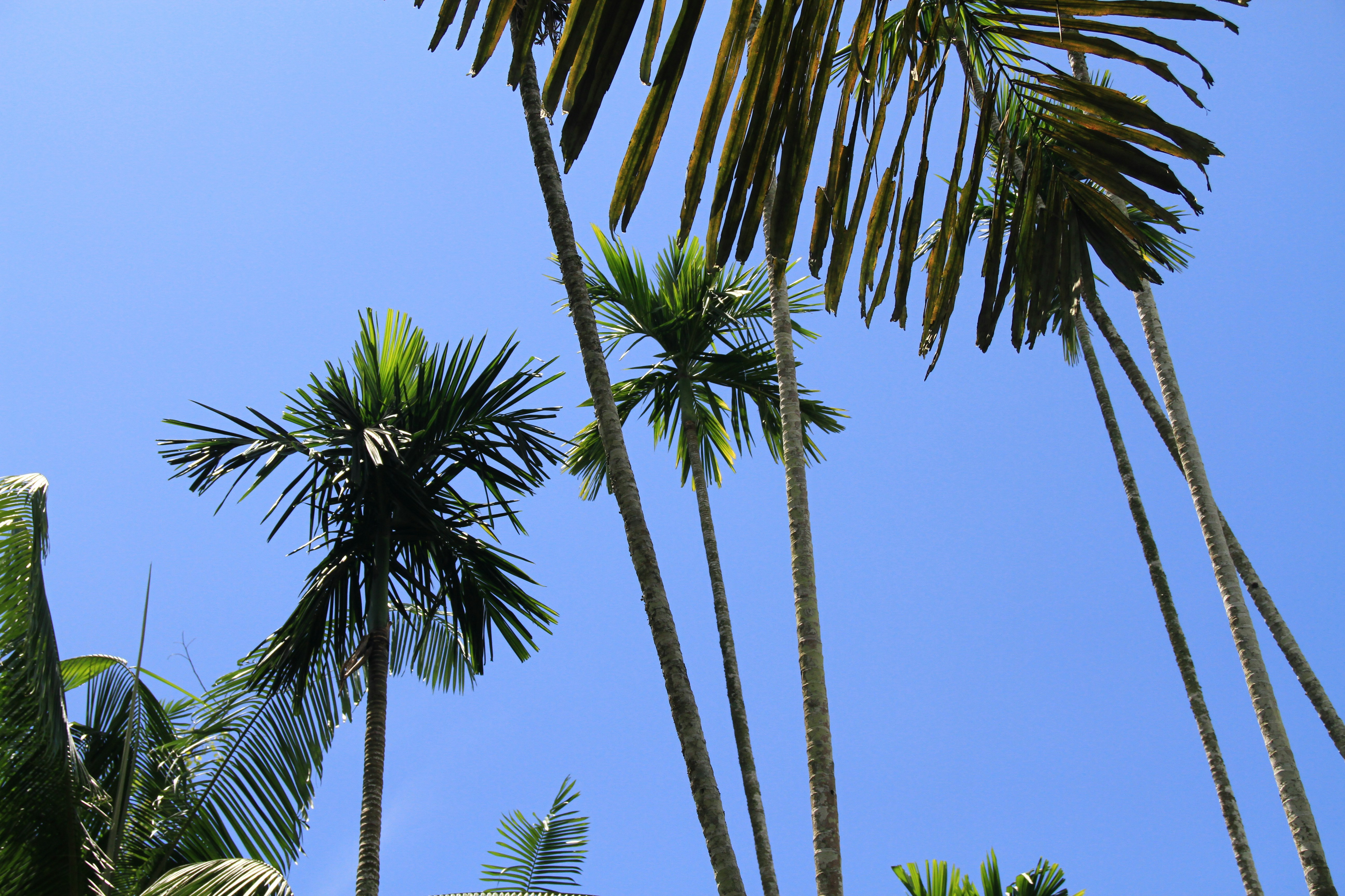 Palm Sentinels under a Clear Coastal Sky