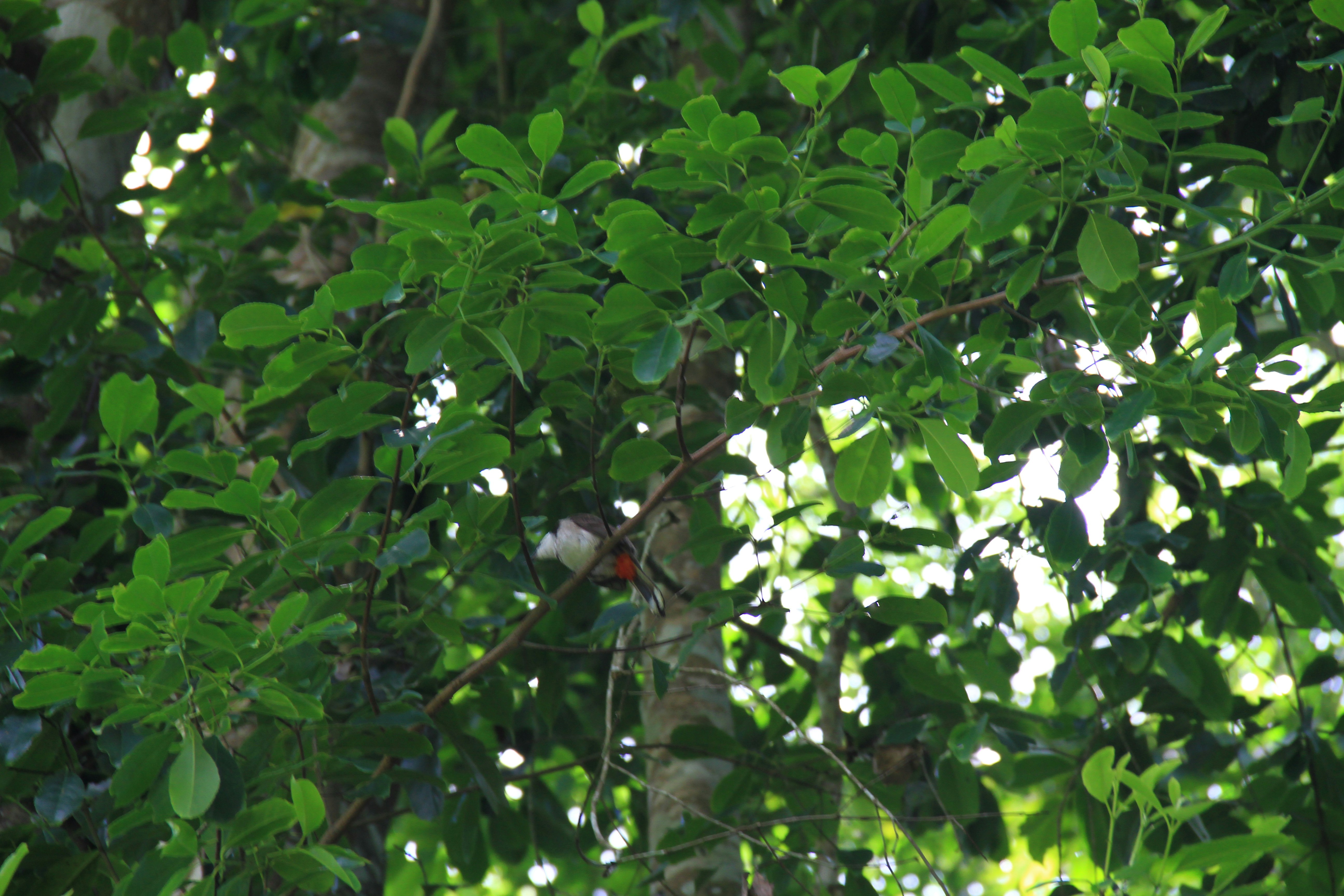 Hidden Warbler Among Green Canopy