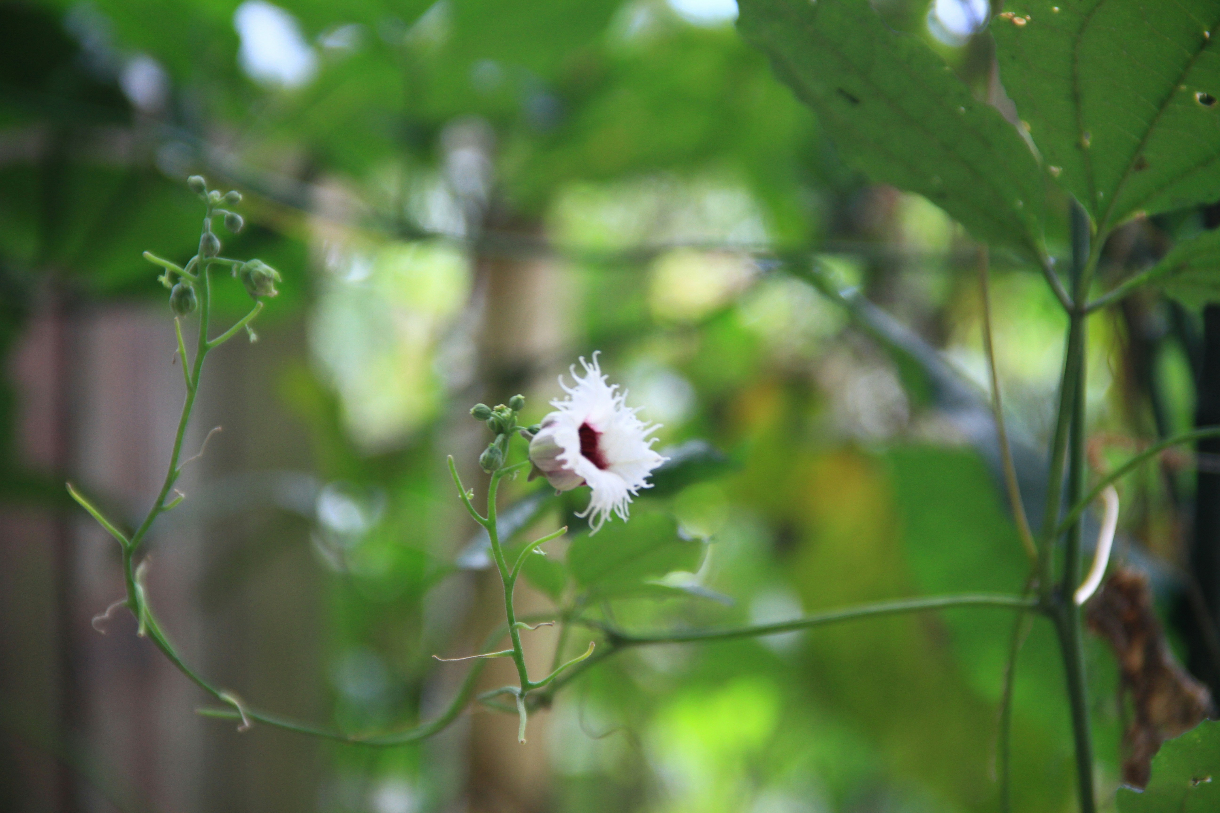 Whimsical Bloom Anchoring a Quiet Garden
