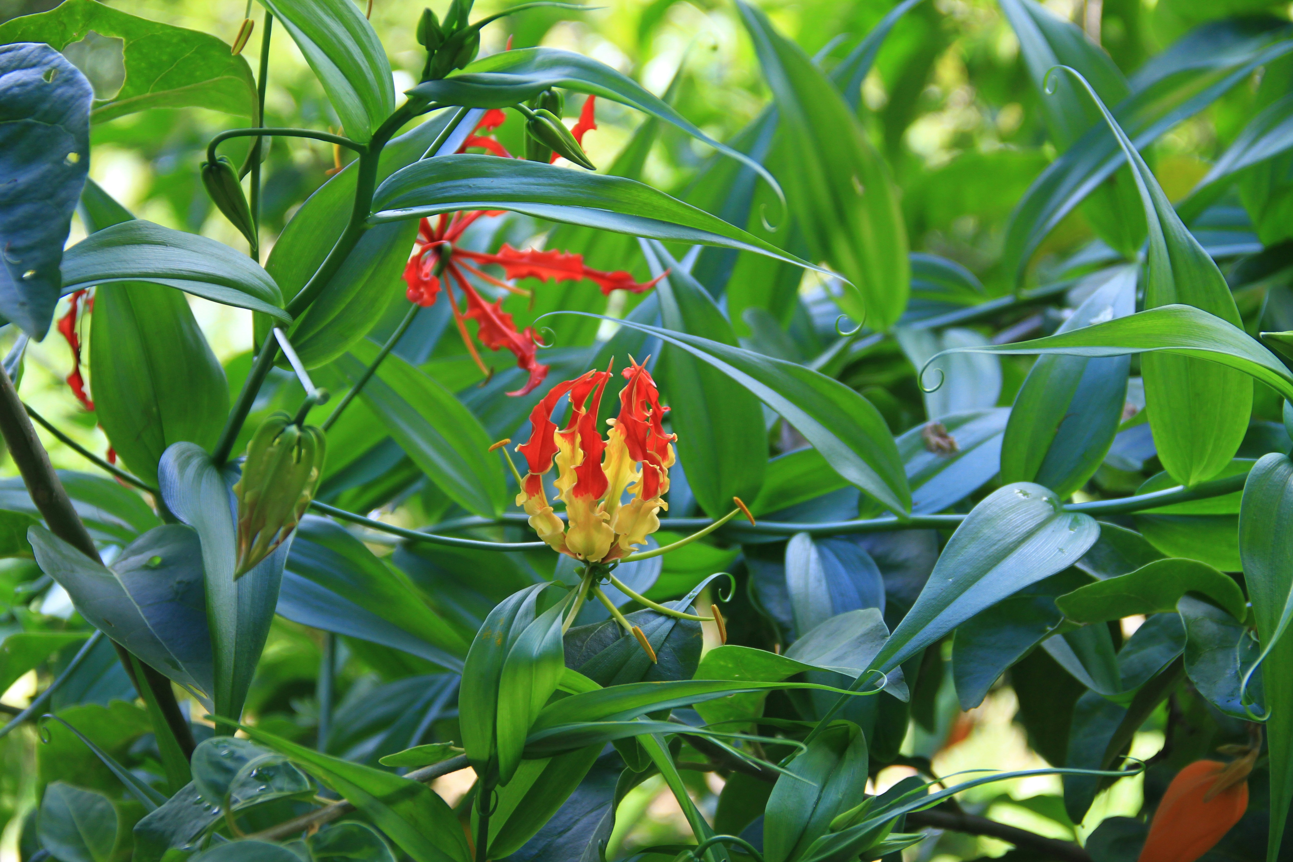 Flame-like Bloom Emerging from Green Corridor