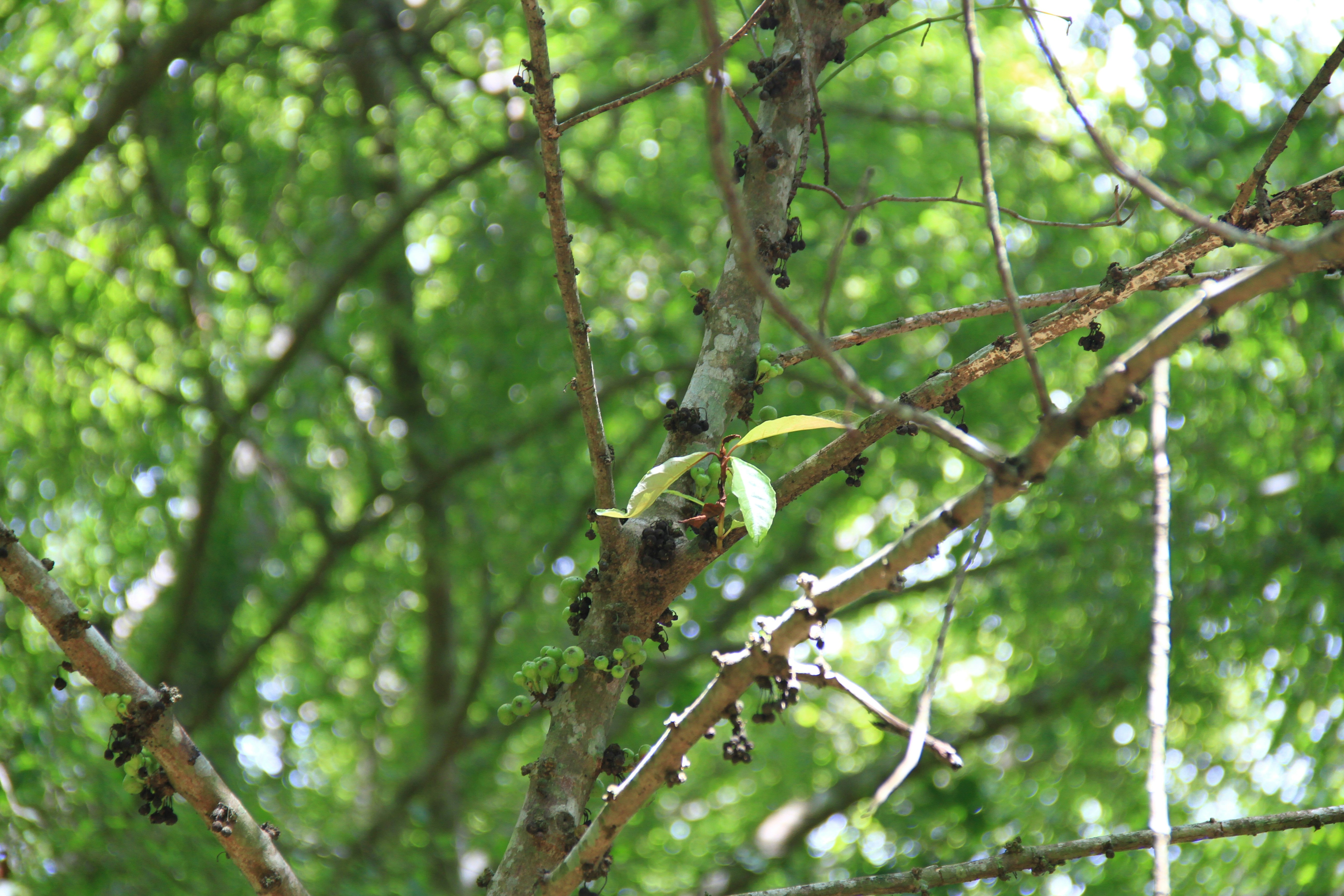 Sun-Dappled Whispers: A Tangle of Branches in Quiet Green