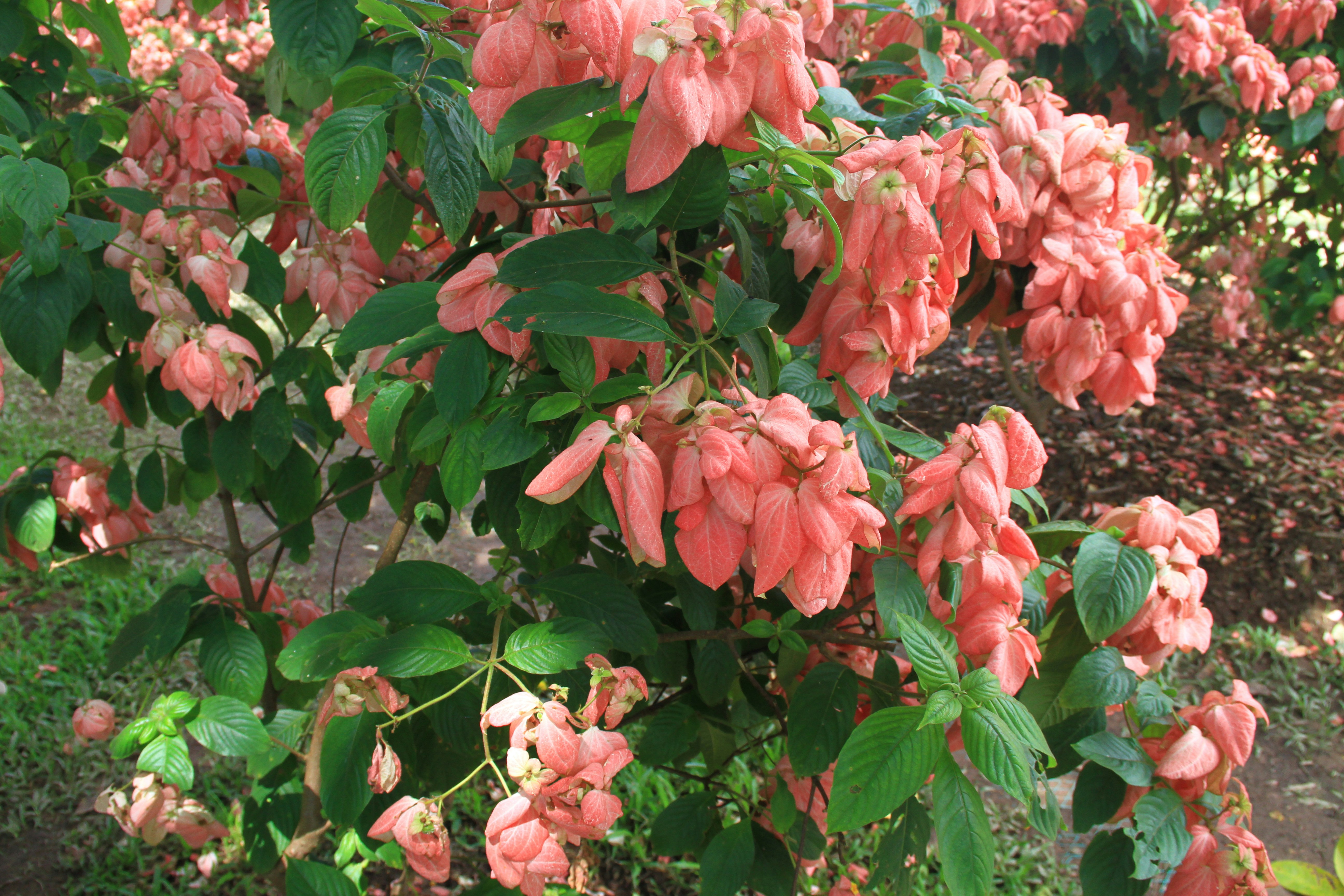 Pink Bell-Shaped Blooms Drifting Across a Green Wall