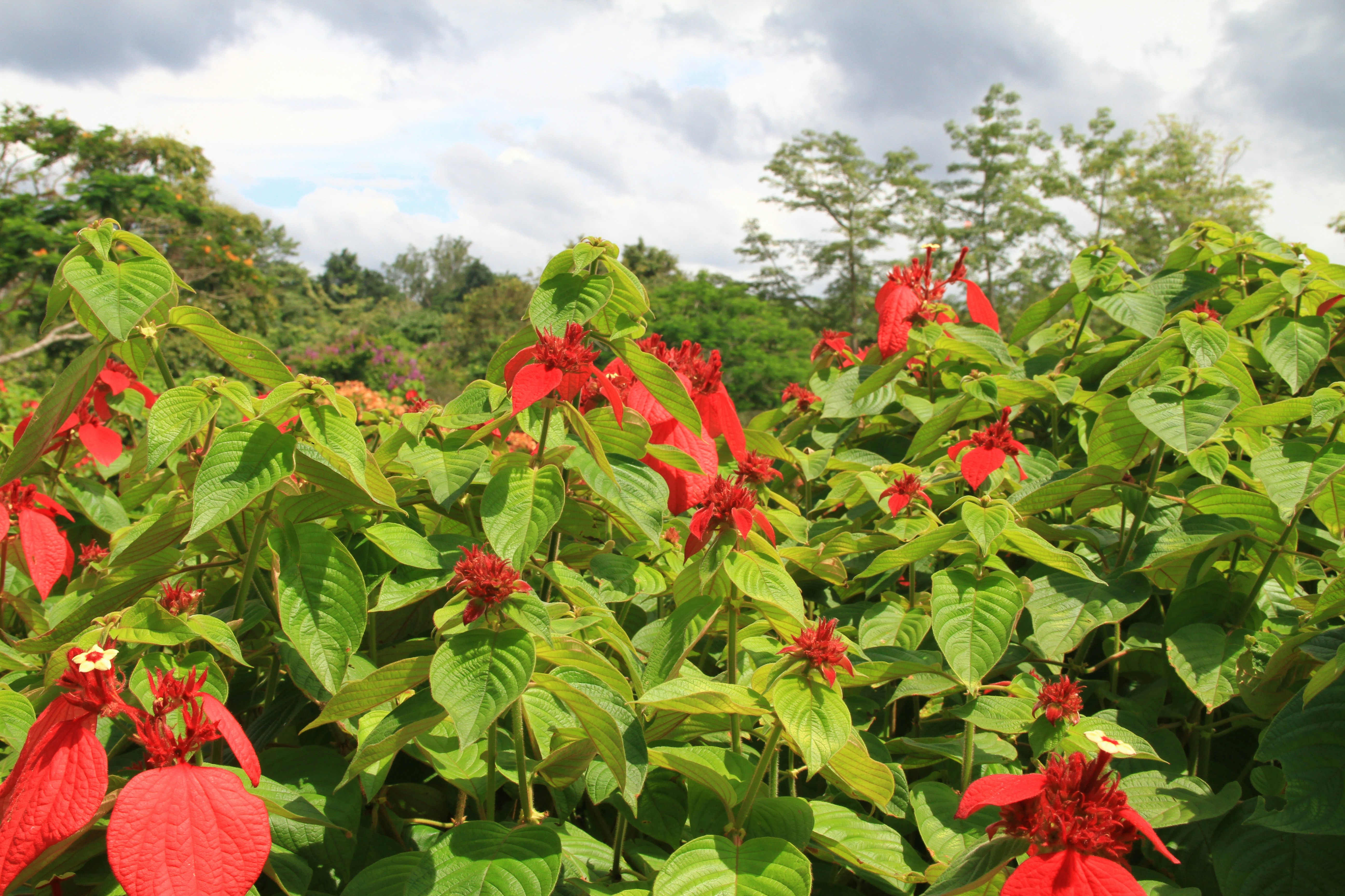 Scarlet Blooms Weave Through a Sunlit Green Field