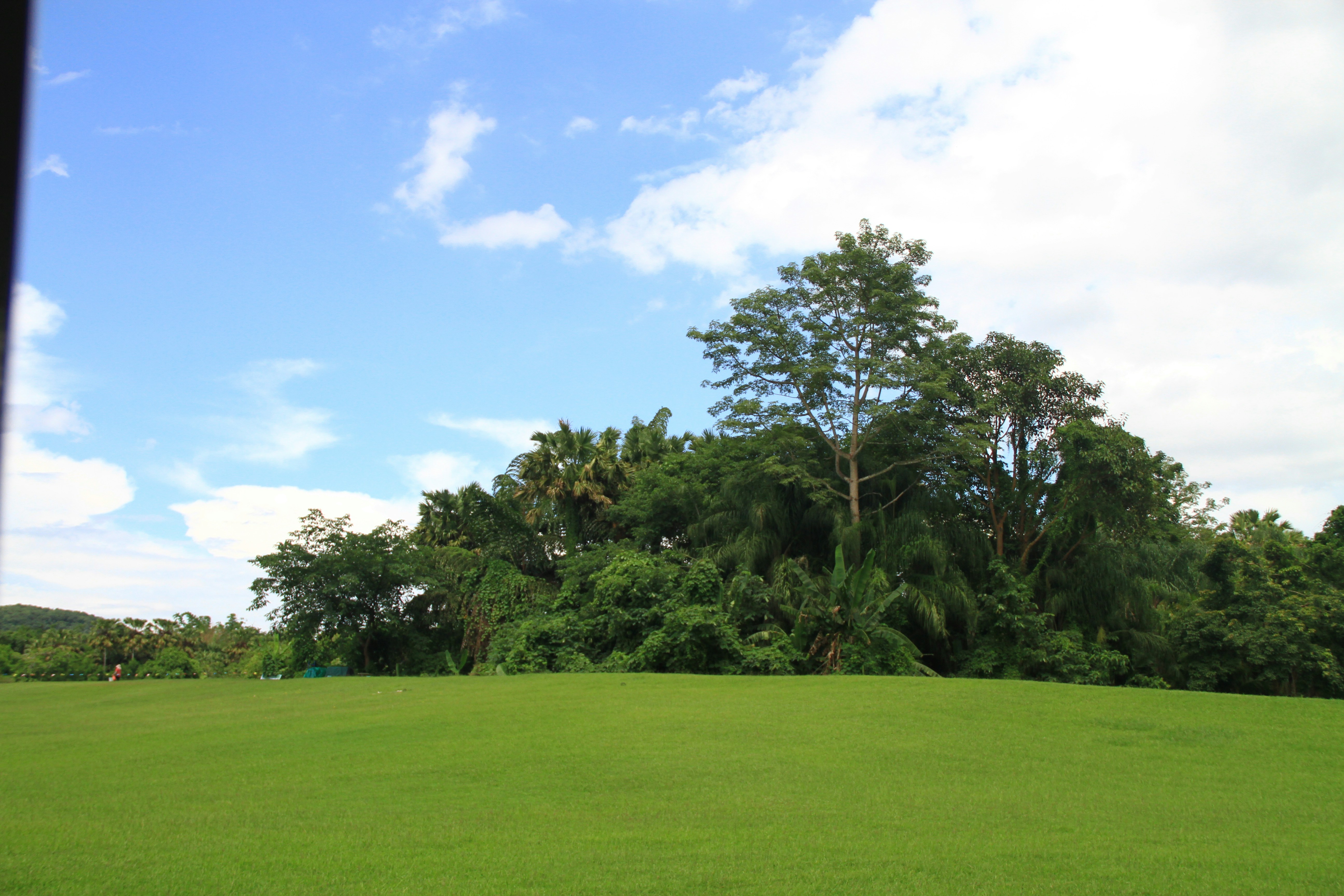 Lawn Beneath a Canopy: Quiet Crest of a Park