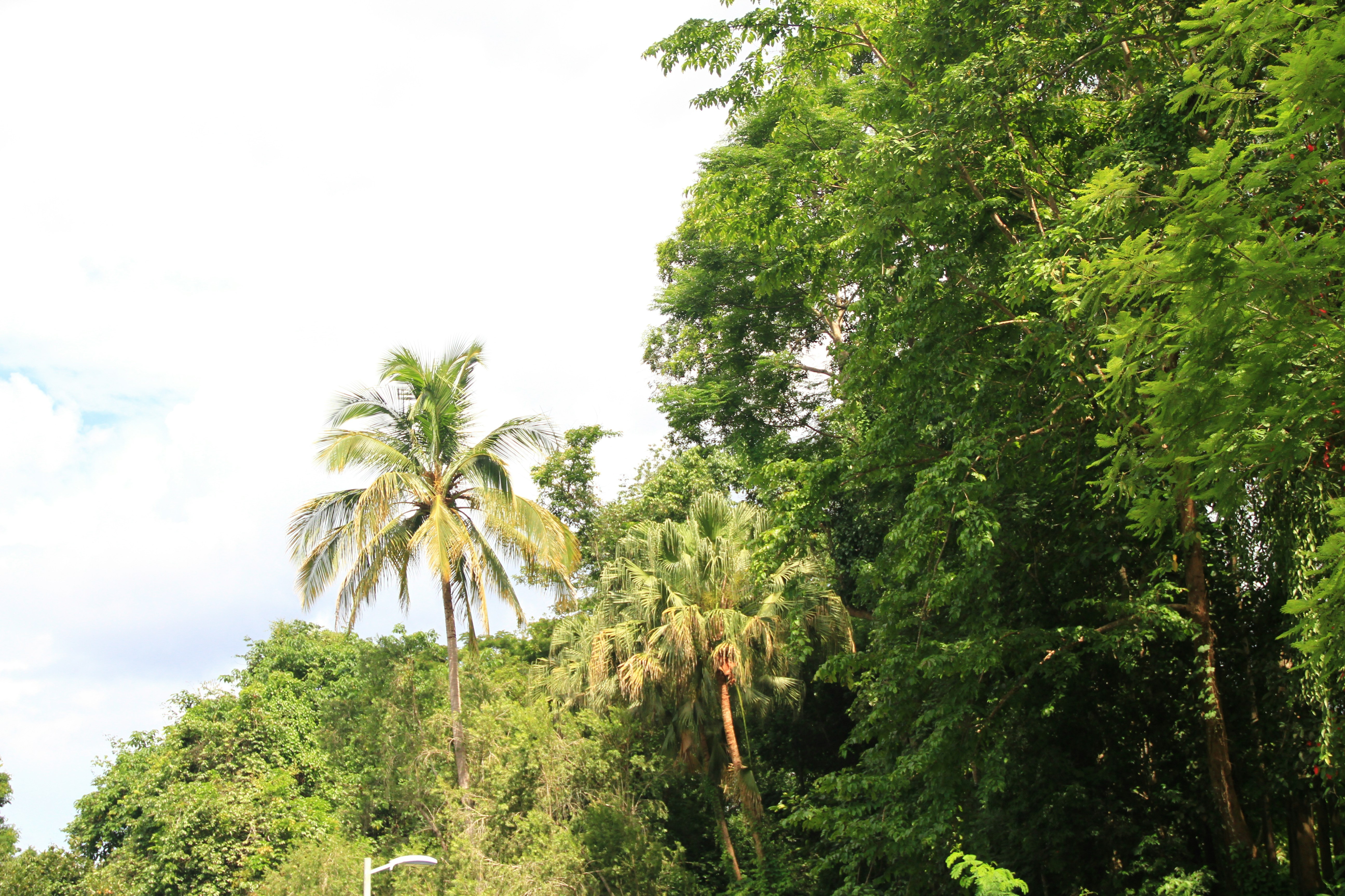 Sunlit canopy beneath a tropical skyline