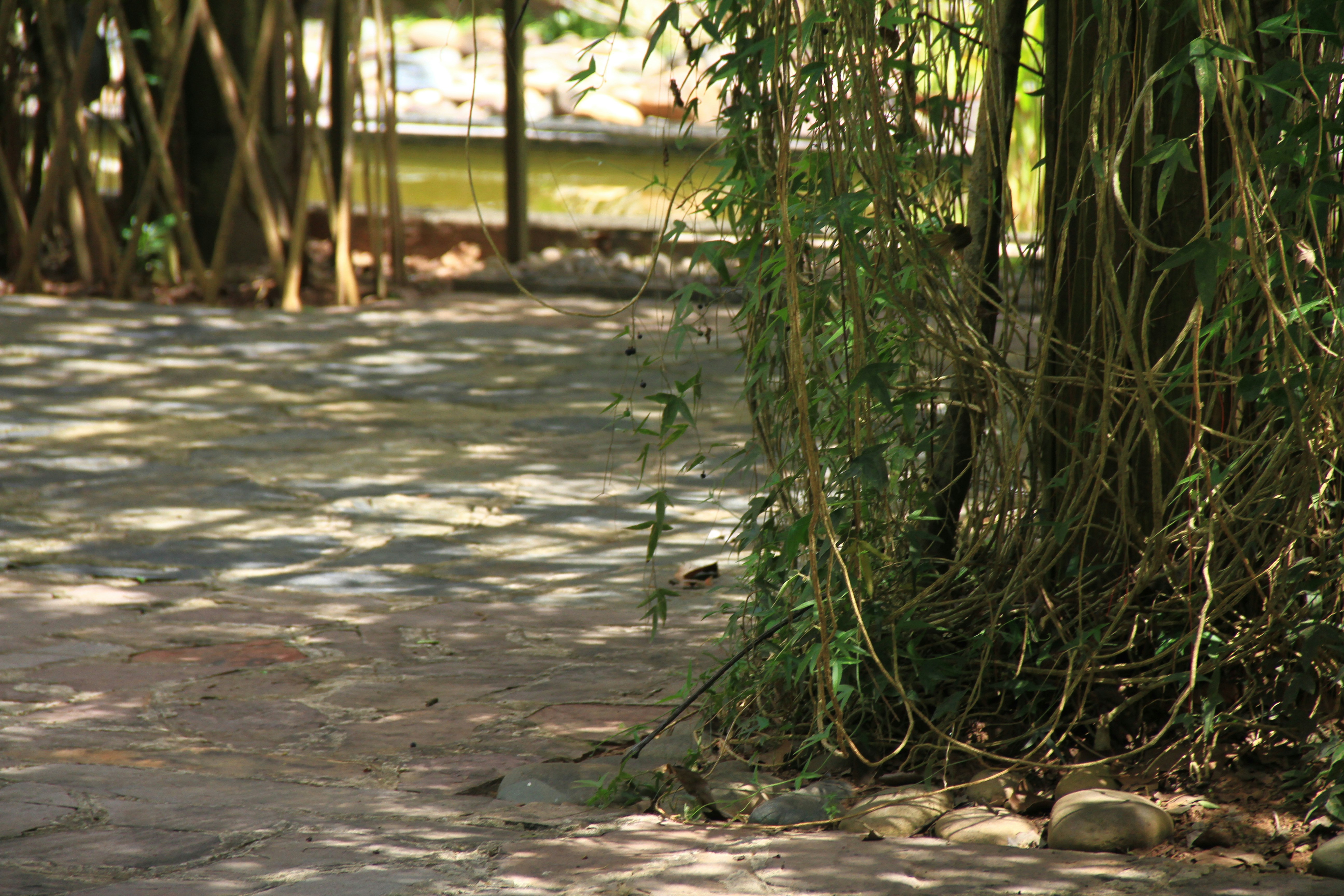 Sunlit courtyard edge: roots and path in quiet shade