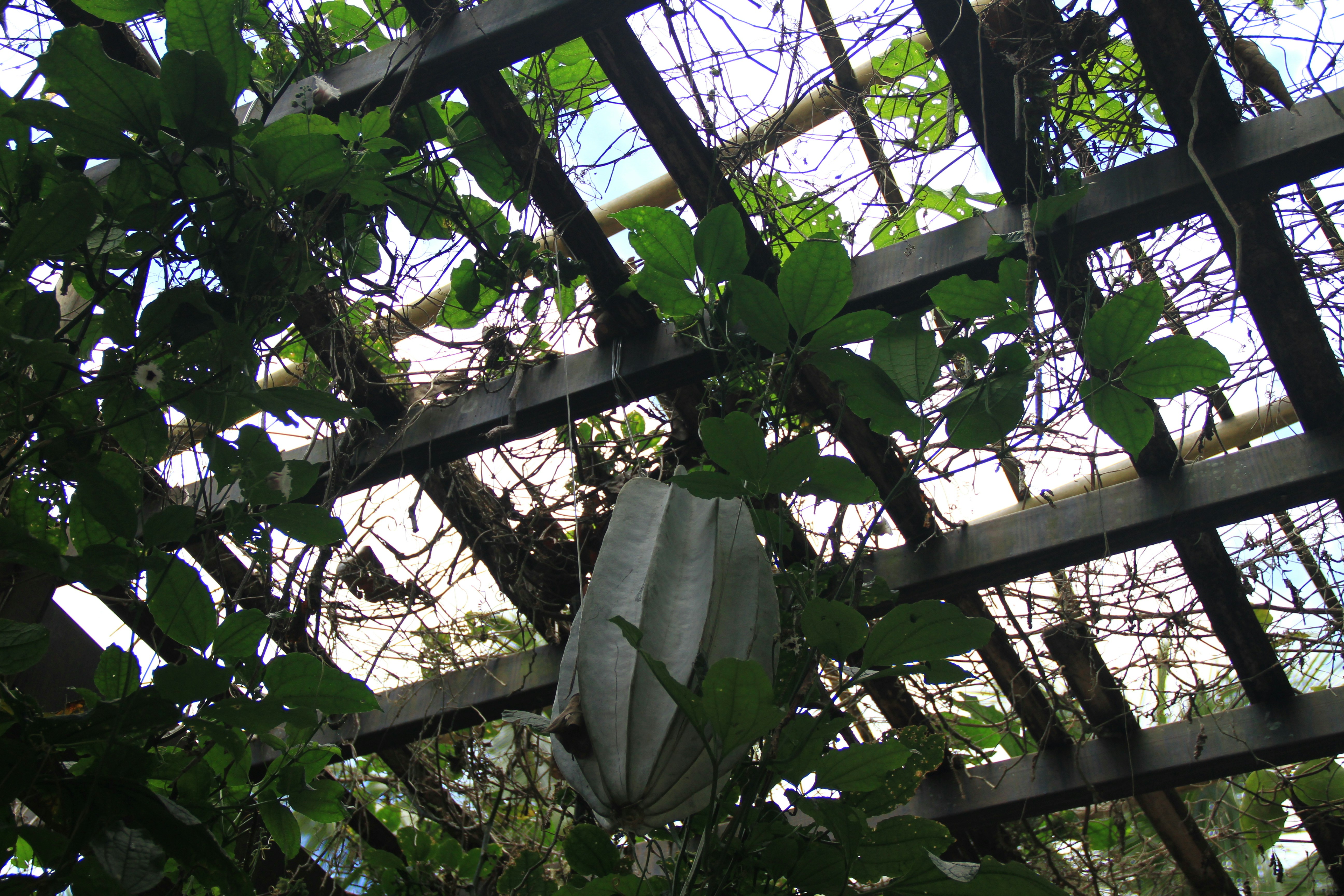 Leafy Trellis Koji: A Lantern Cradled by Vines Under Wooden Lattice