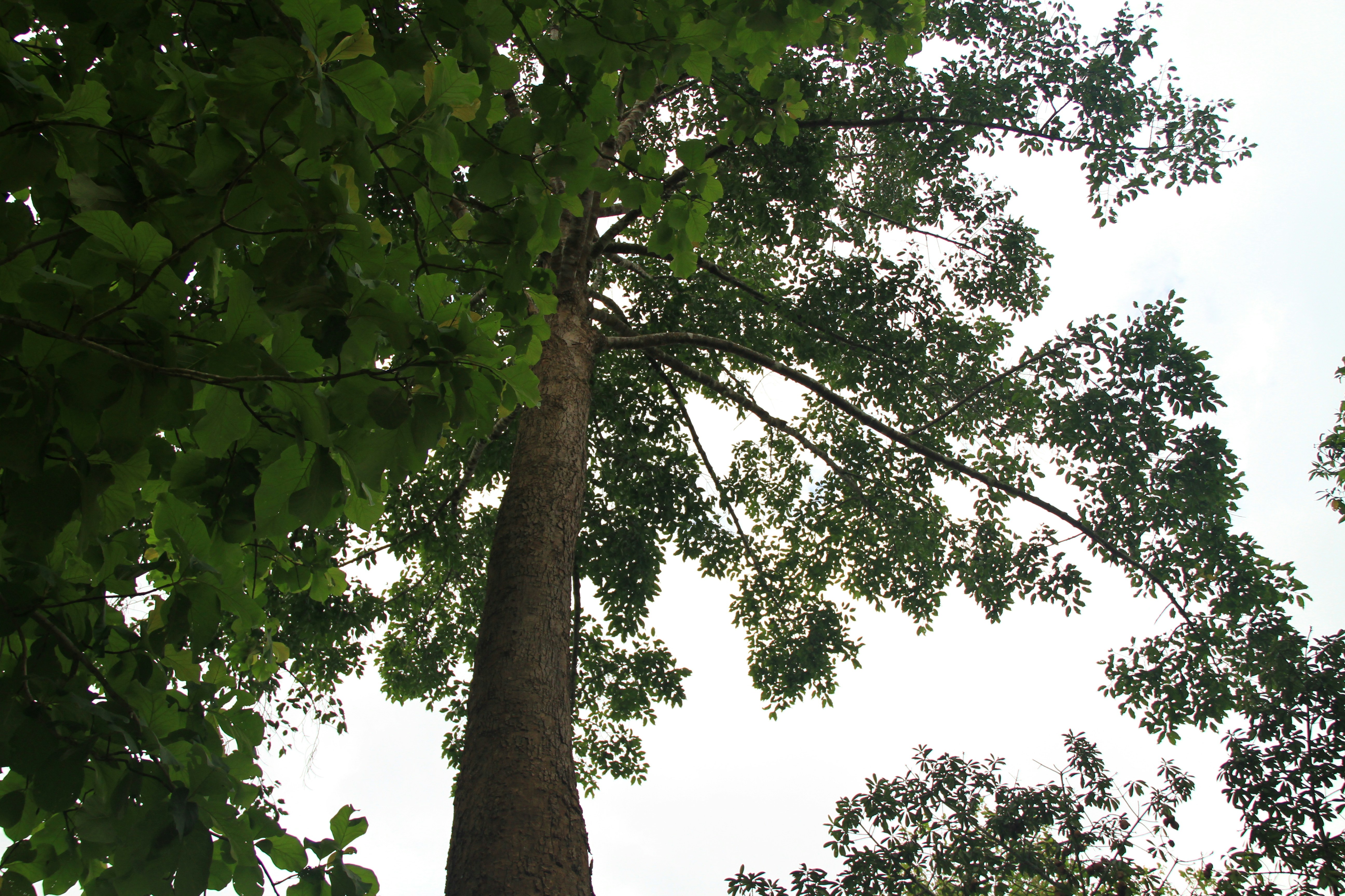 Upward Gaze: Tree Trunk Framing Through a Canopy
