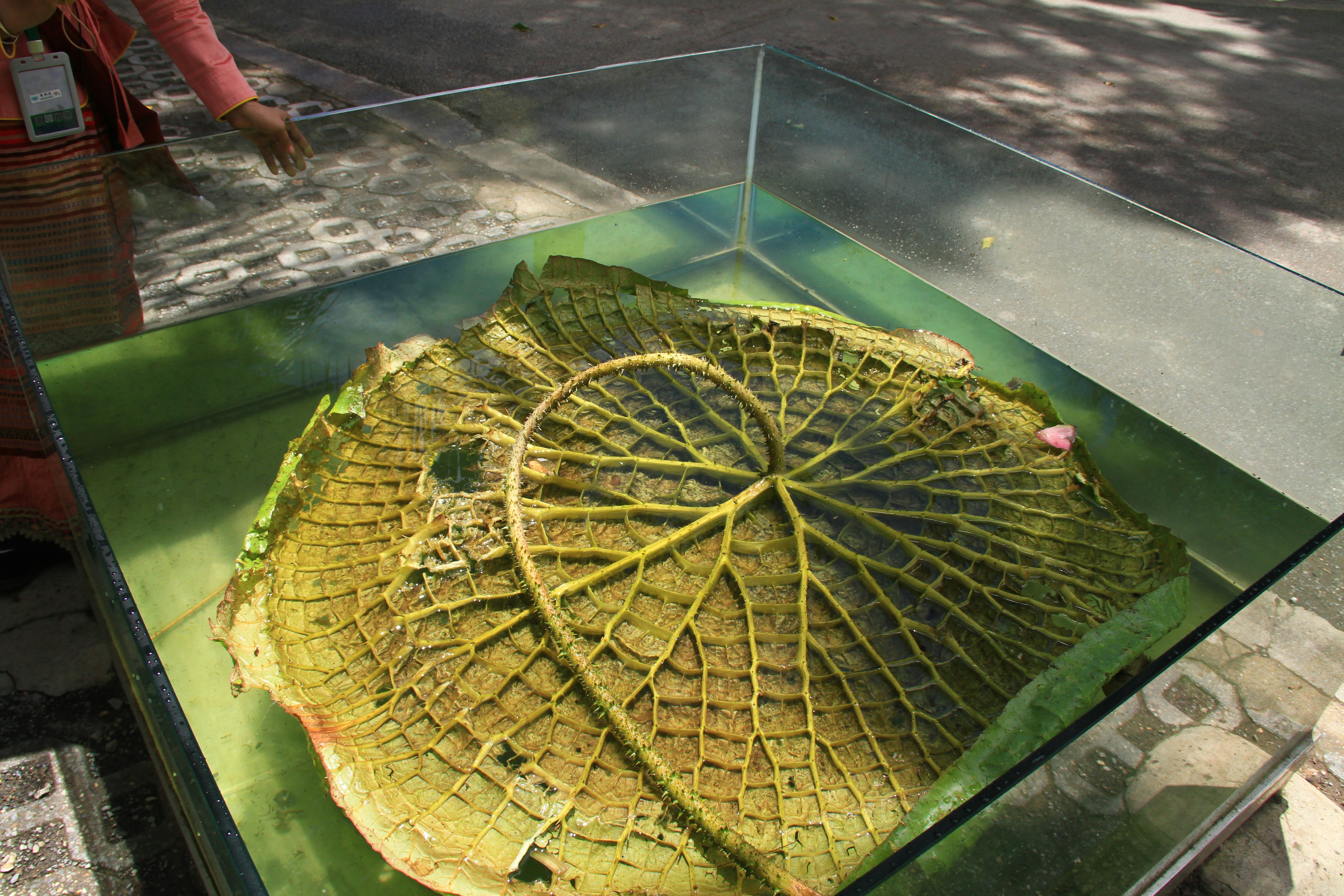 Glass Tank Spotlight: a Weathered Leaf's Geometric Veins