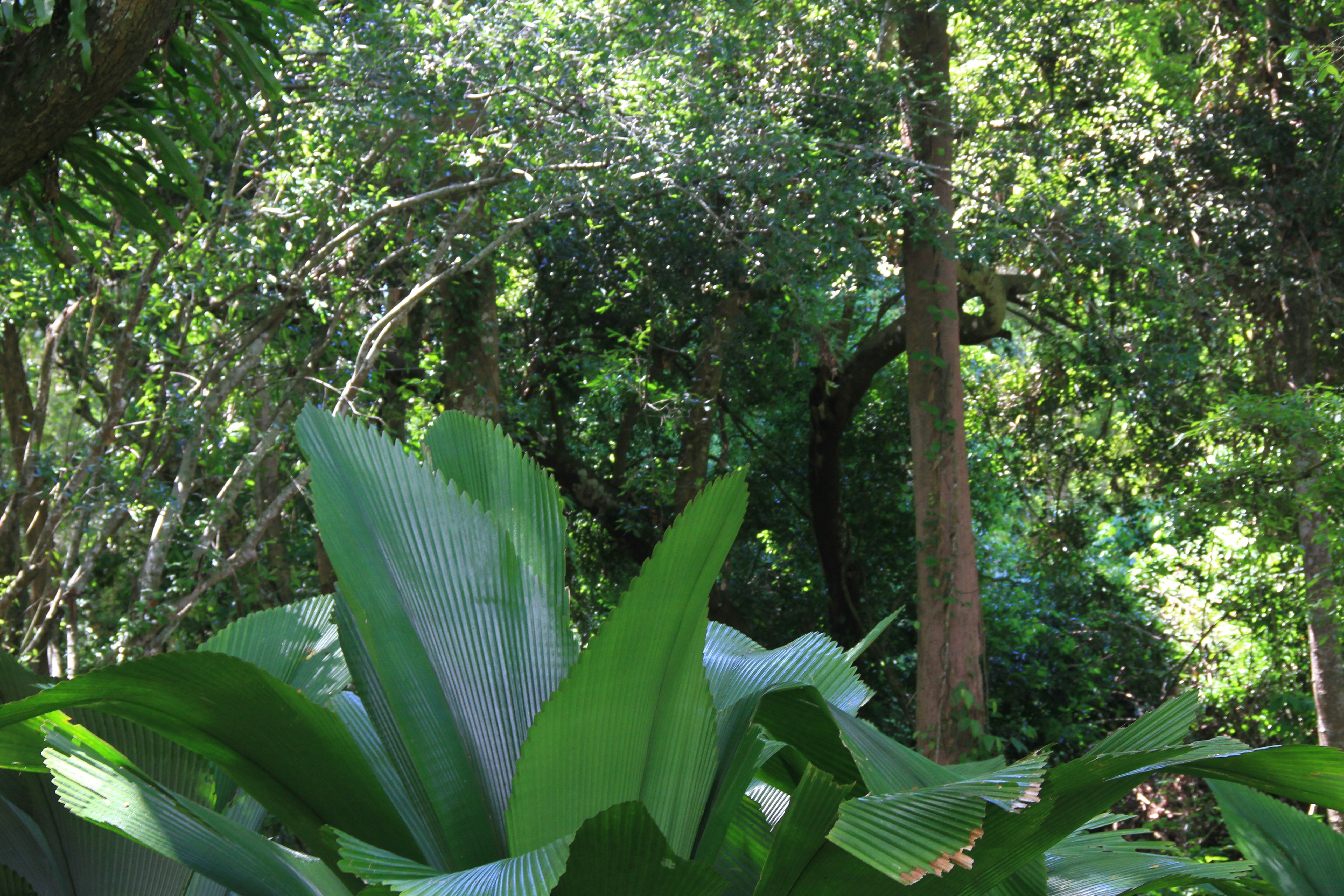 Verdant Crown: A Tropical Leafscape Overhanging Dappled Light