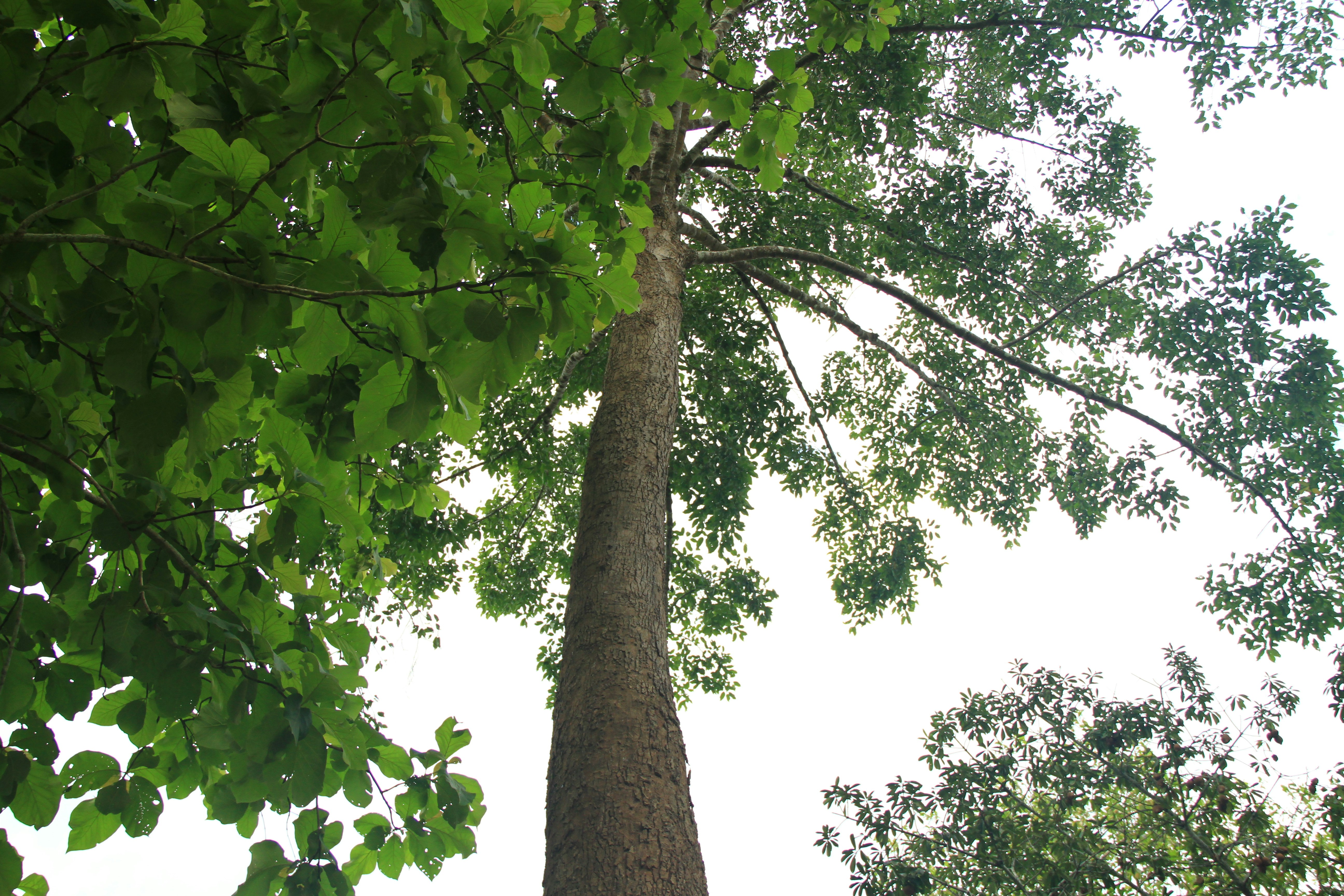 Upward Gaze: A towering oak against a sunlit canopy