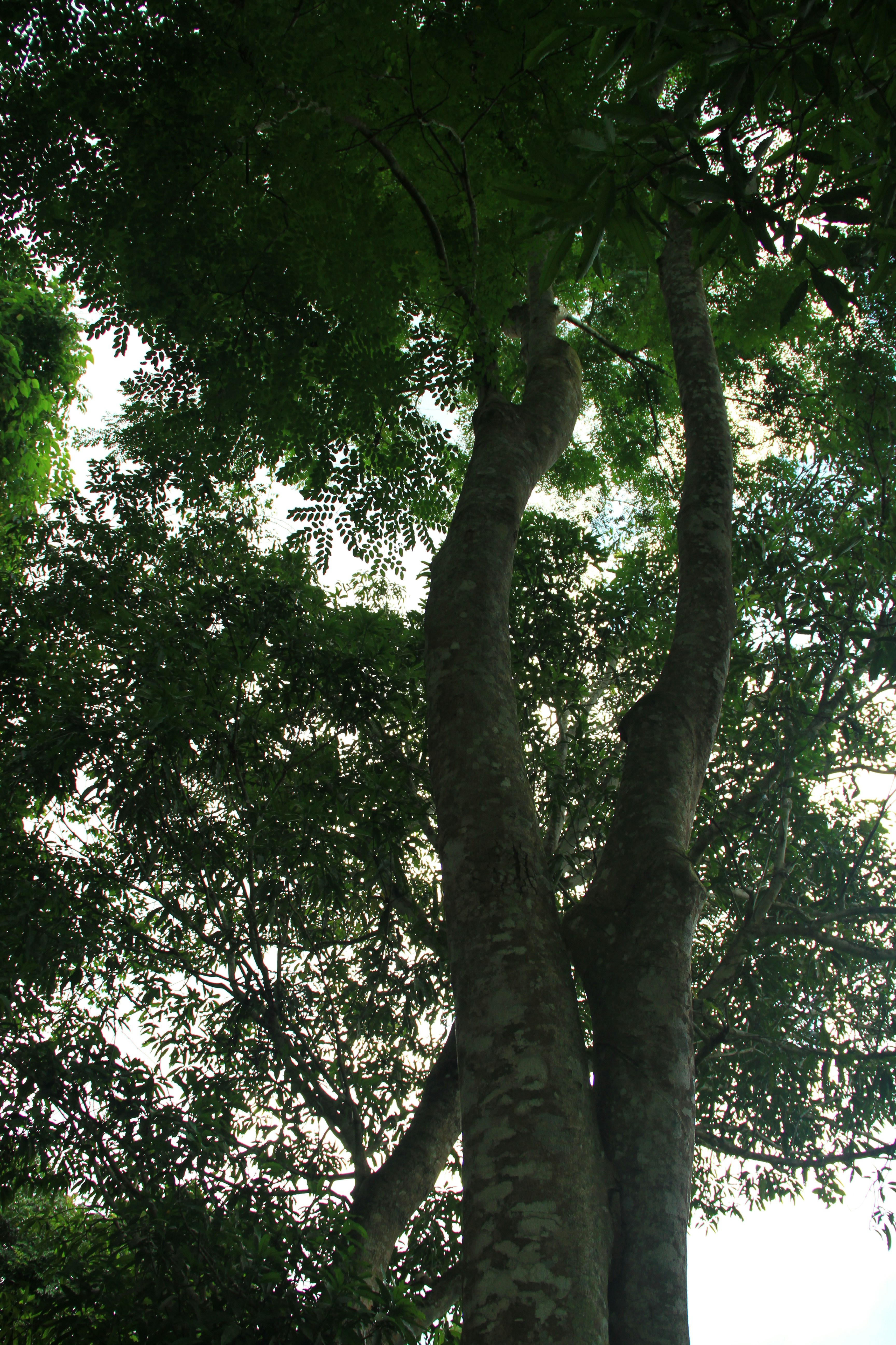 Twin Trunk Sentinel Under a Canopy of Green