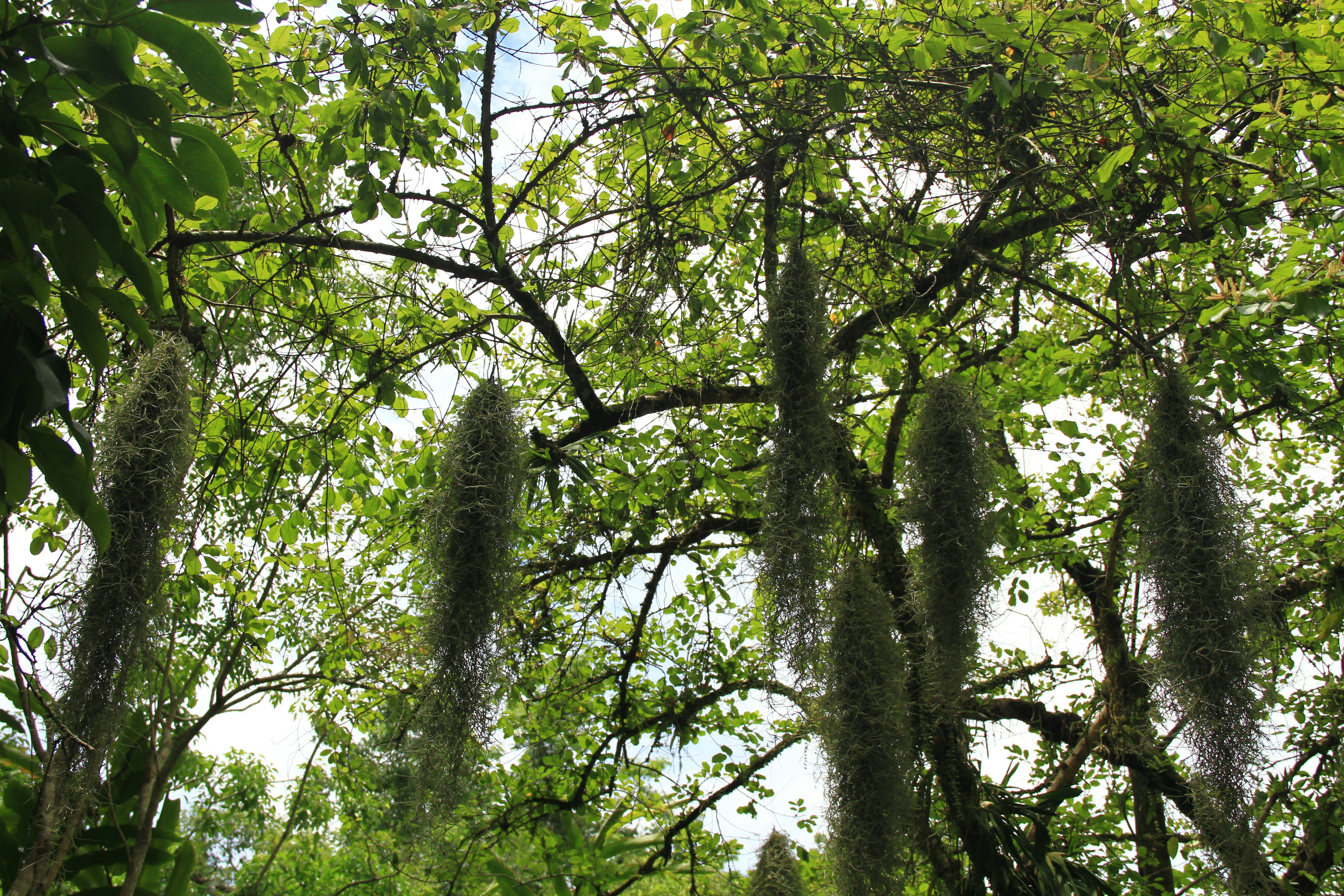 Suspended Green Looms: Spanish Moss Draped Branches Against Sunlit Foliage