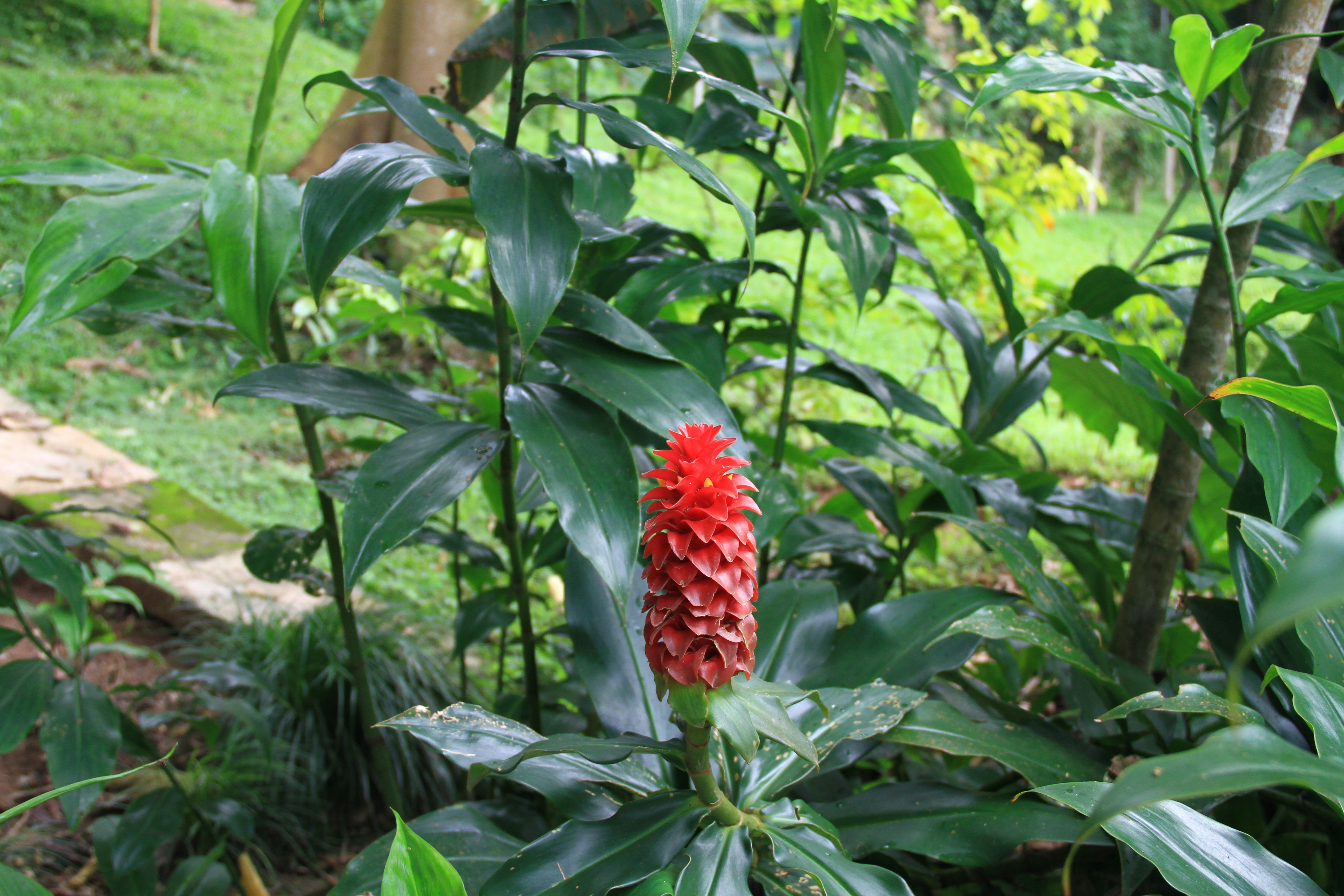 Scarlet Liphed Aroma: A Red Heliconia Emerges Amid Green Canopy