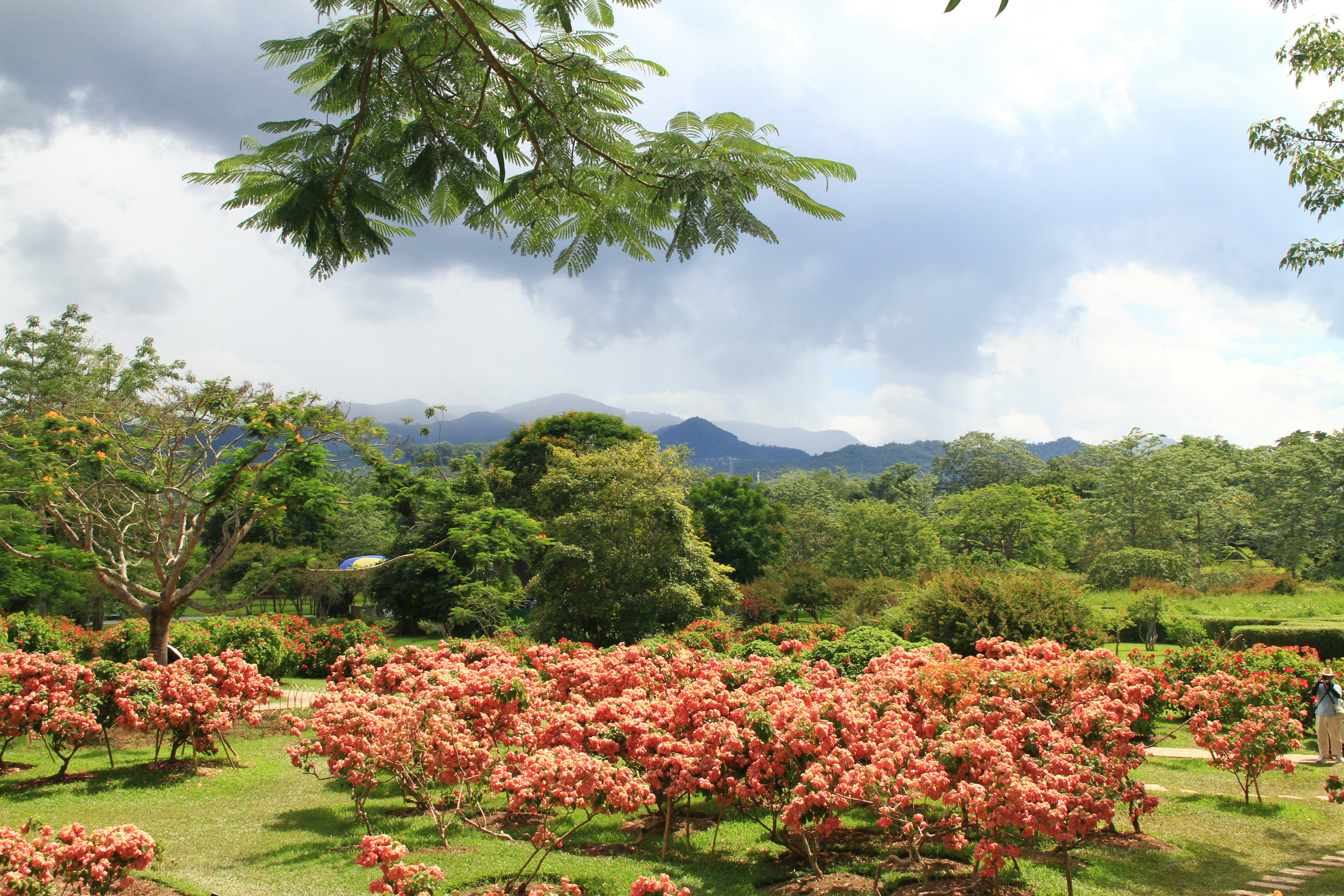 Rosa Tapestry: Blooming Rows under a Stormy Sky